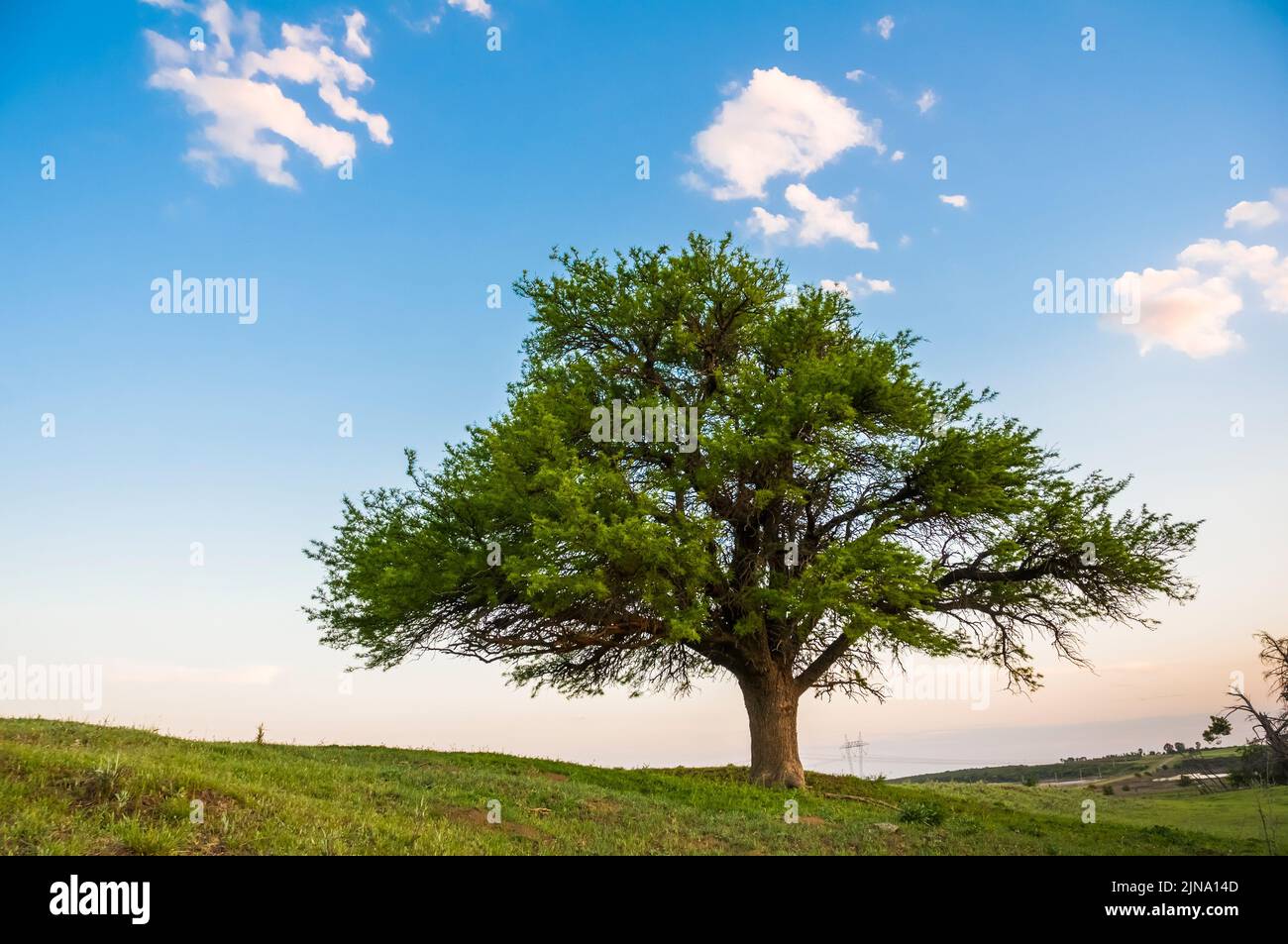 Calden tree, Prosopis Caldenia, in Pampas environment, La Pampa ...