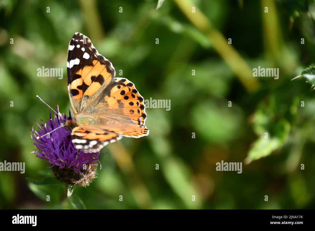 butterfly on flower,Small Tortoiseshell, Aglais urticae, Kilkenny ...
