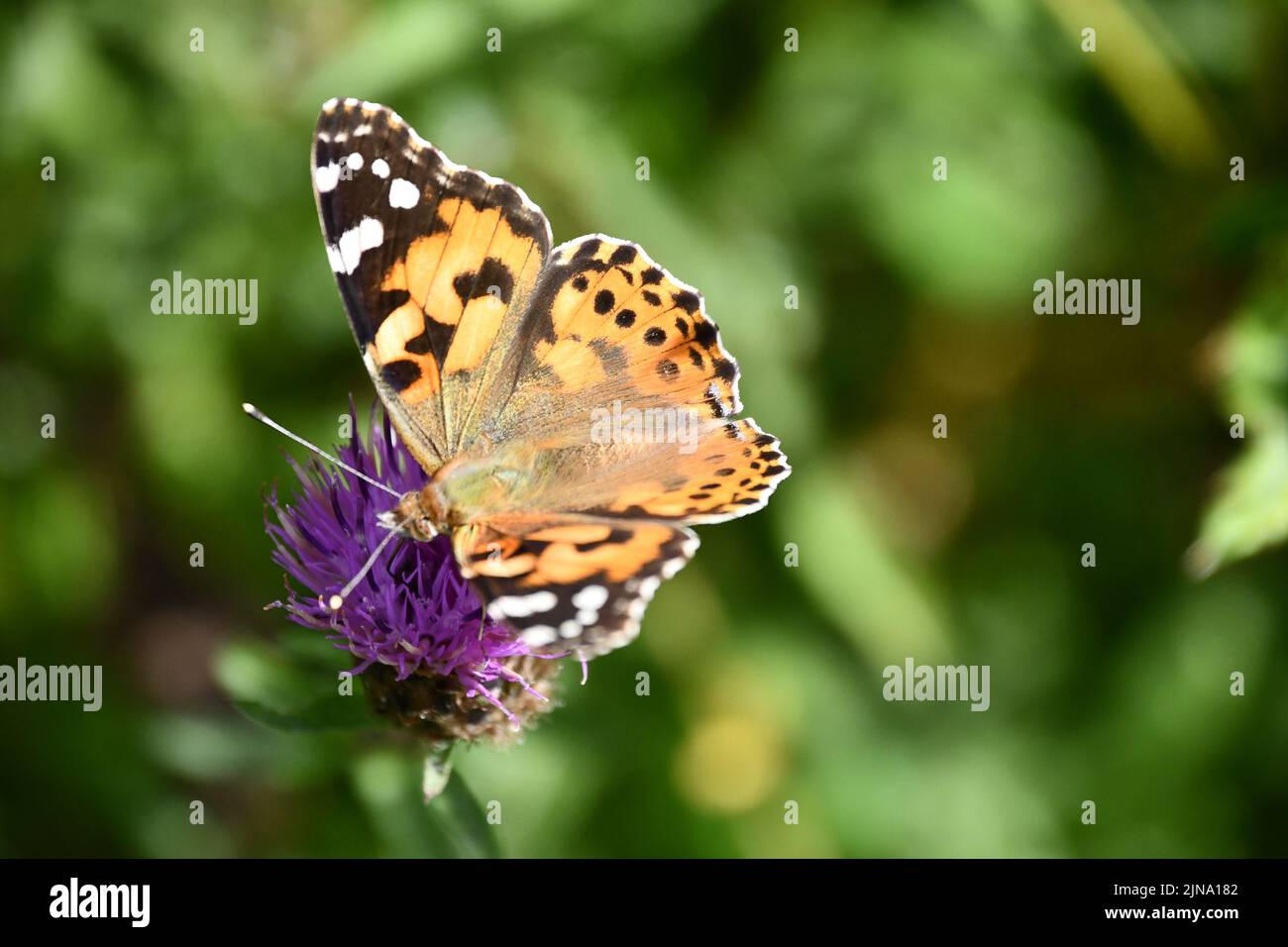 butterfly on flower,Small Tortoiseshell, Aglais urticae, Kilkenny ...
