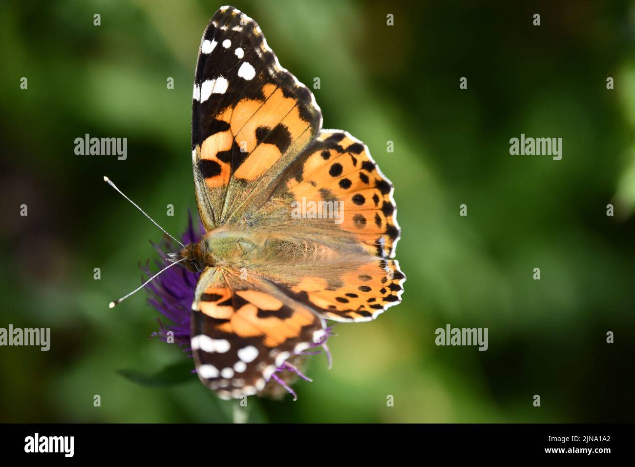 butterfly on flower,Small Tortoiseshell, Aglais urticae, Kilkenny ...