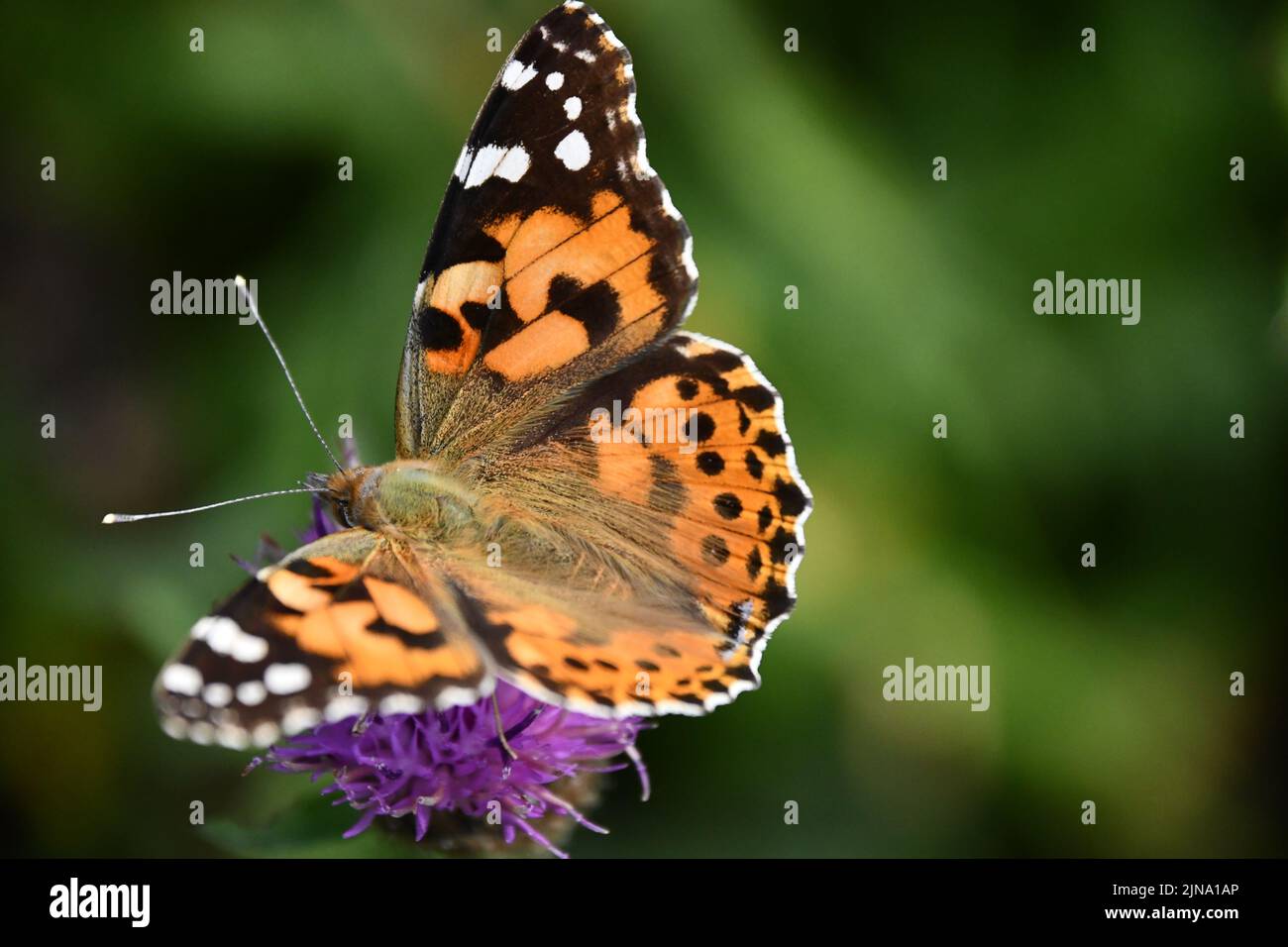 butterfly on flower,Small Tortoiseshell, Aglais urticae, Kilkenny ...