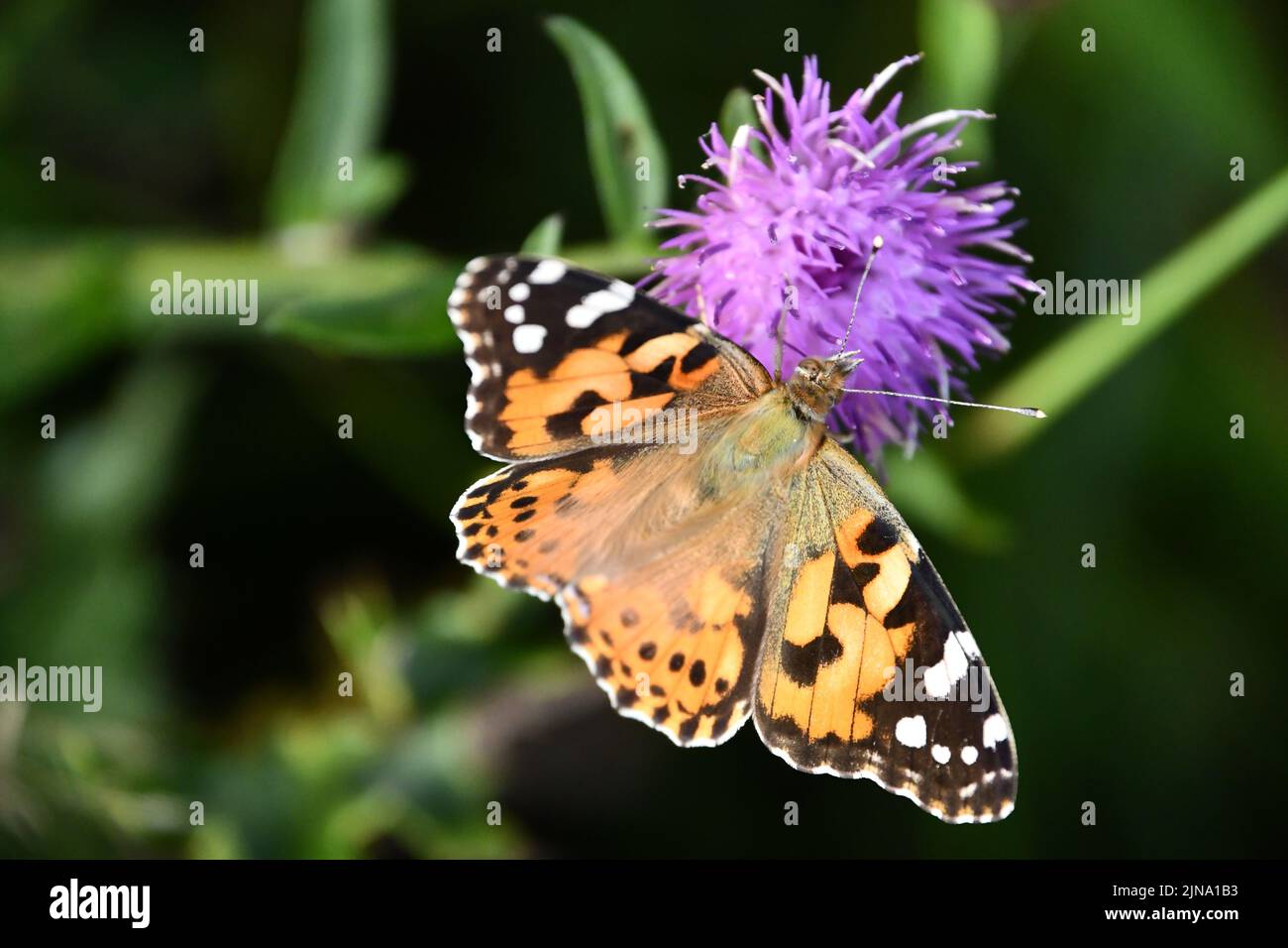 butterfly on flower,Small Tortoiseshell, Aglais urticae, Kilkenny ...