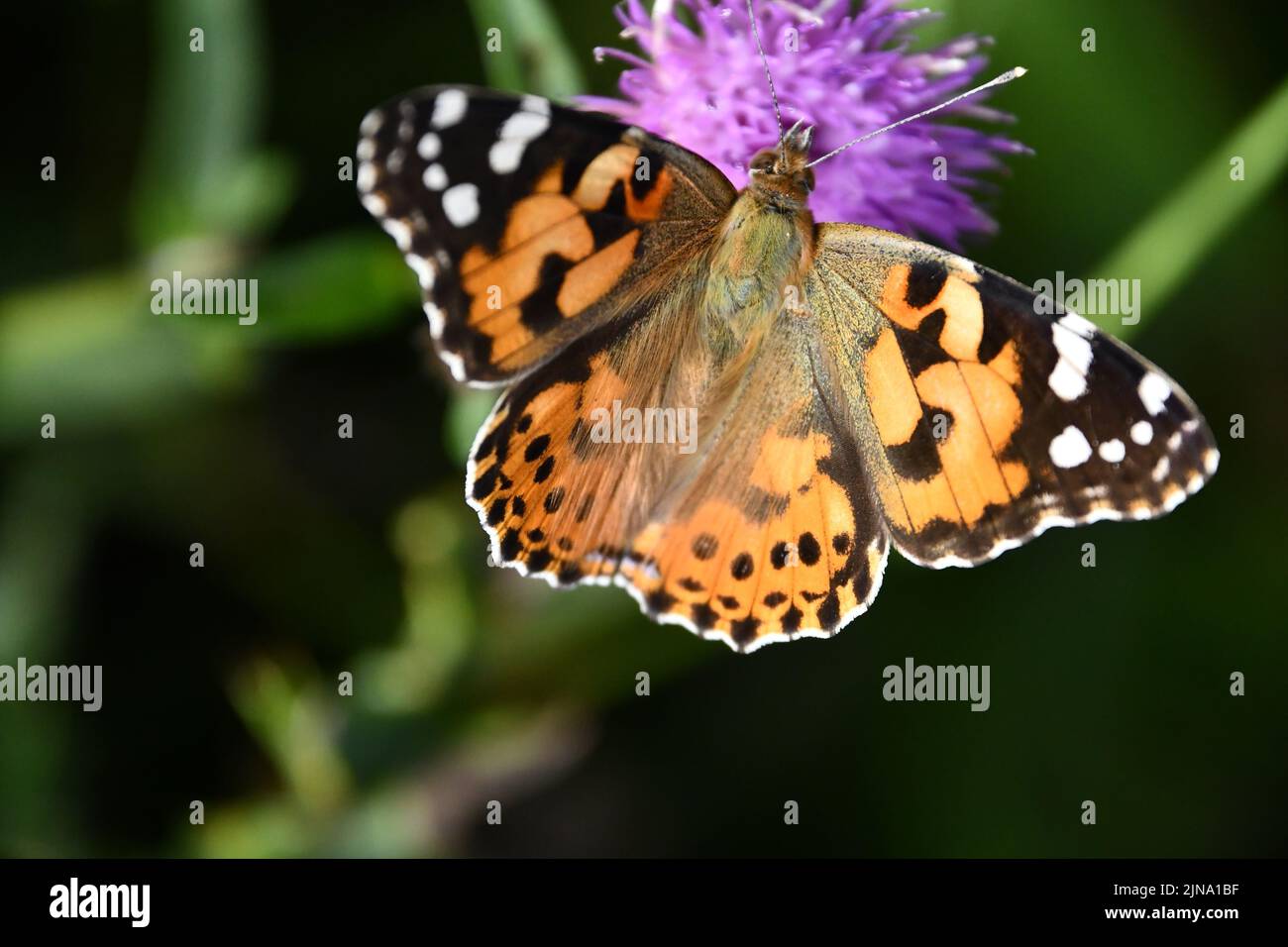 butterfly on flower,Small Tortoiseshell, Aglais urticae, Kilkenny ...
