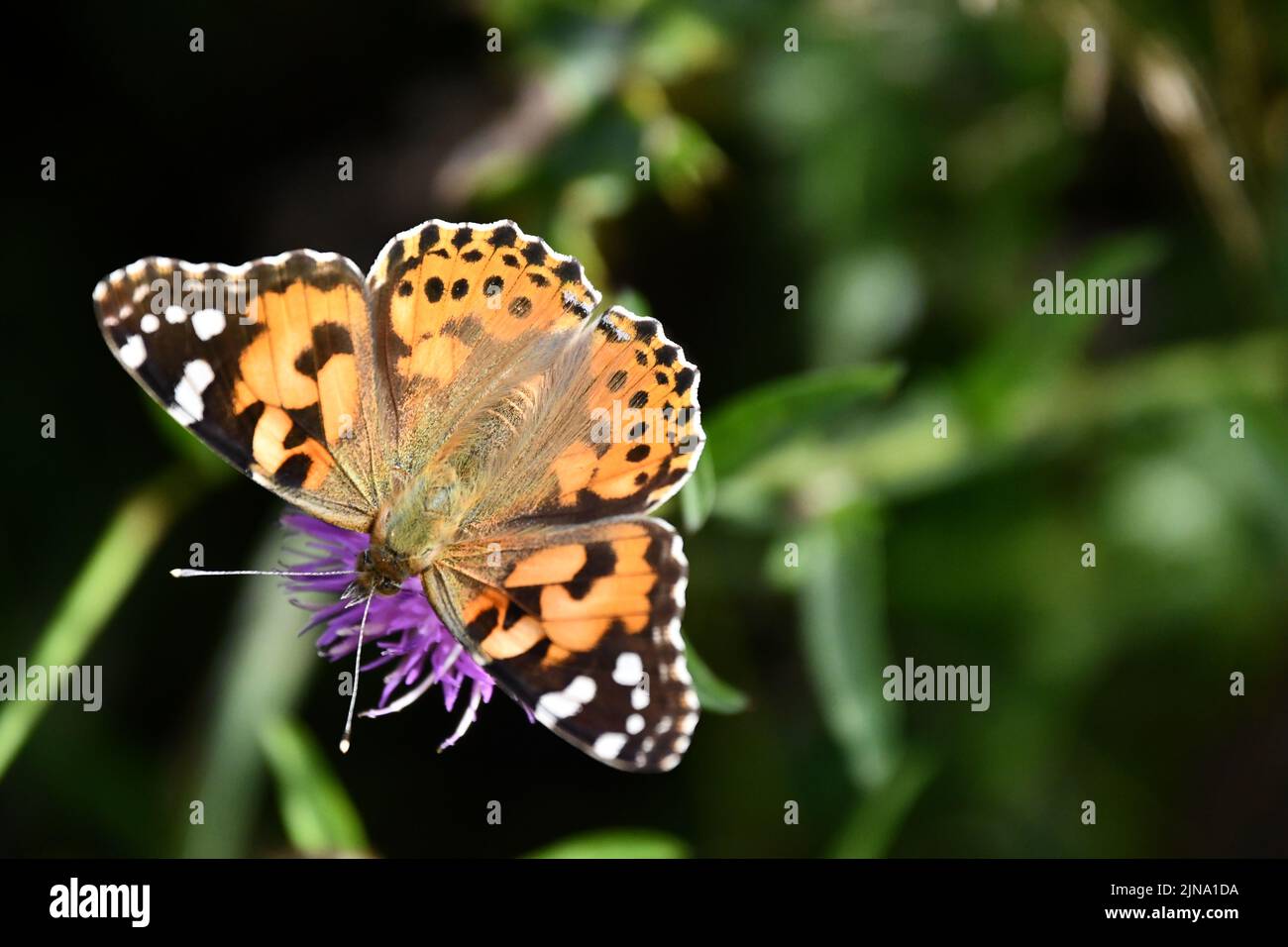 butterfly on flower,Small Tortoiseshell, Aglais urticae, Kilkenny ...