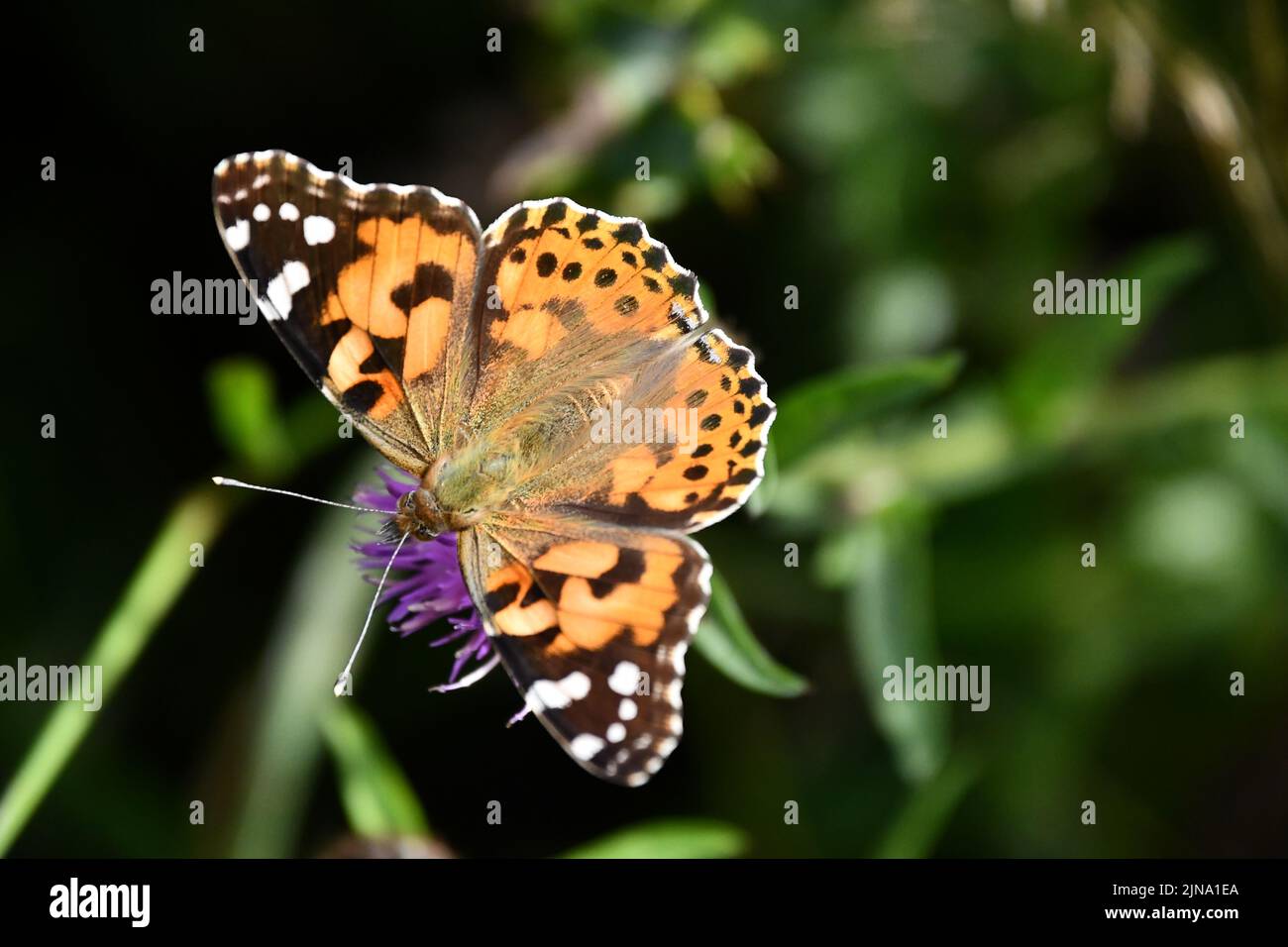 butterfly on flower,Small Tortoiseshell, Aglais urticae, Kilkenny ...