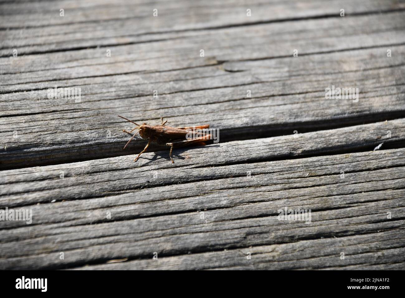 Selective focus on grasshopper hi-res stock photography and images - Alamy