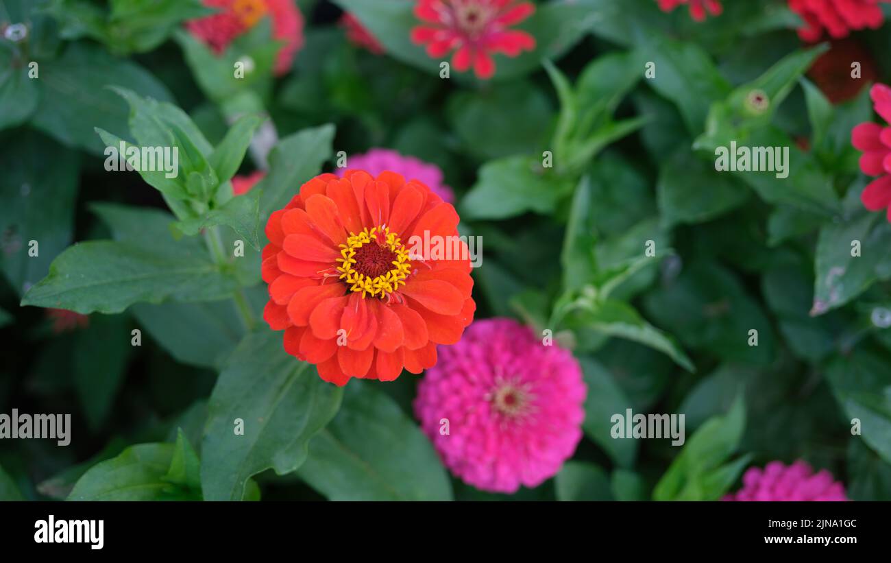 Delicate orange gerbera flower in summer garden Stock Photo - Alamy