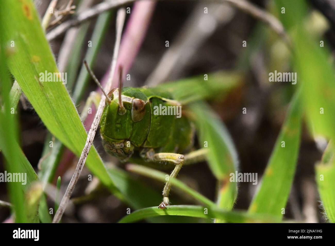 Close up of a grasshopper, Kilkenny, Ireland Stock Photo - Alamy