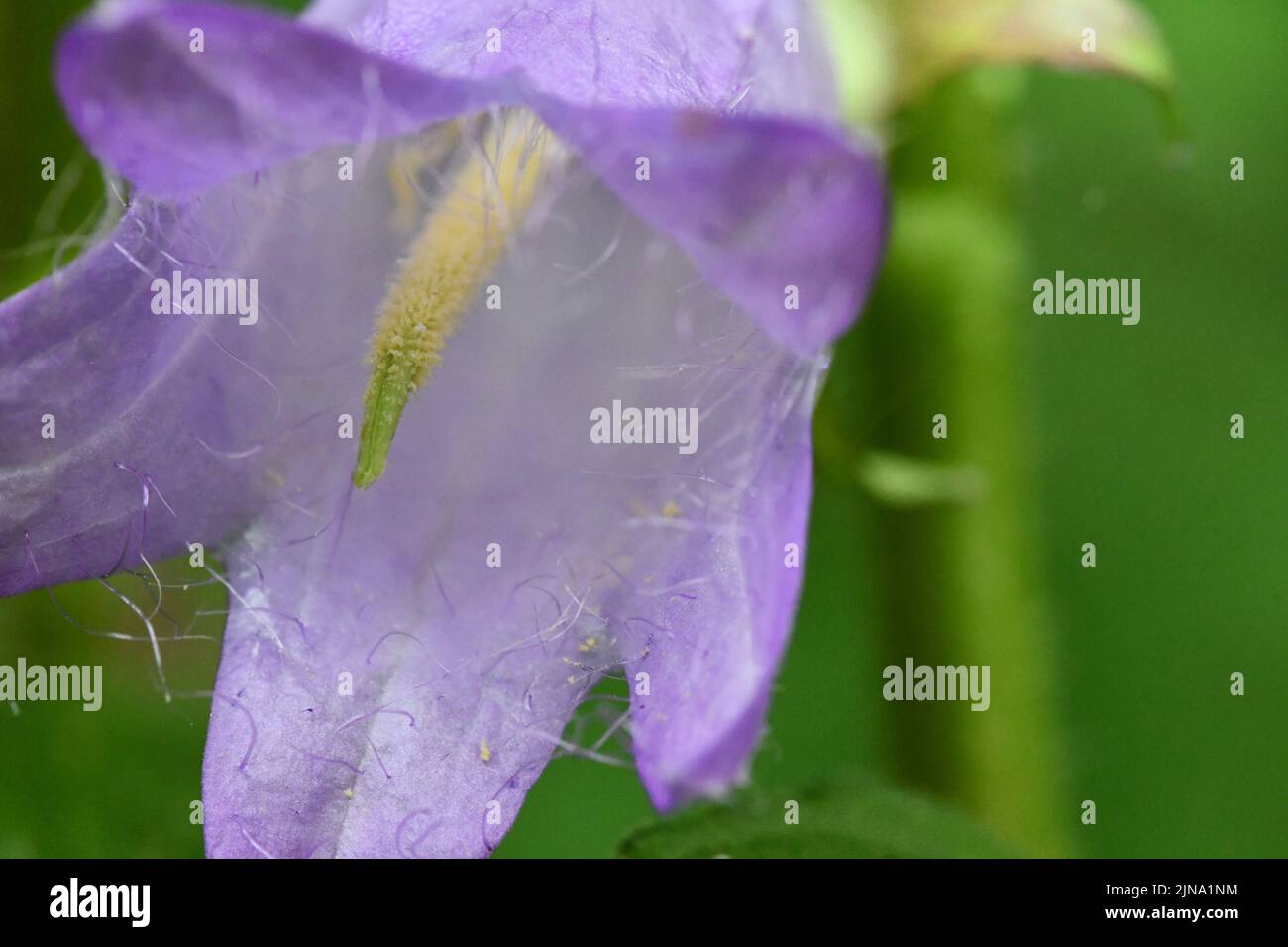 Wildflower meadow ireland hi-res stock photography and images - Alamy