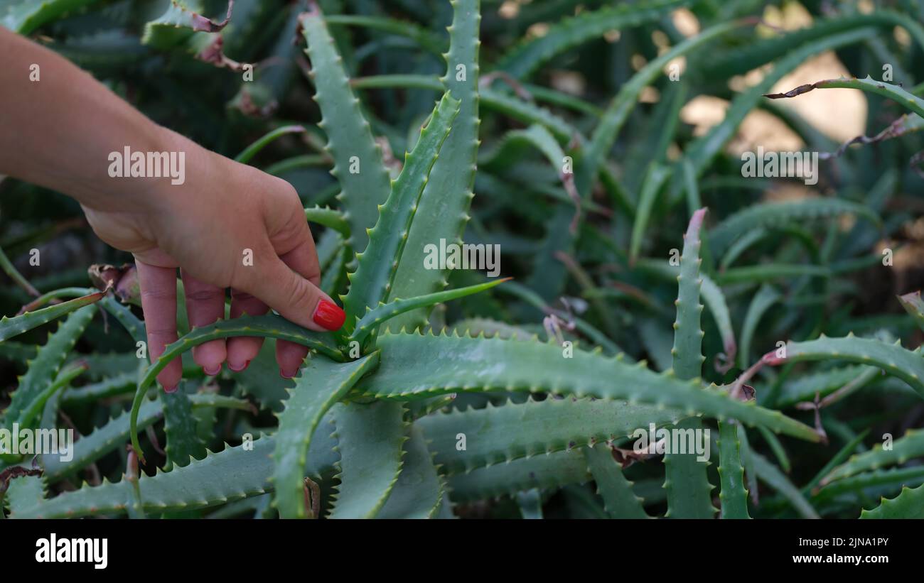 Closeup of female hands on green aloe bush Stock Photo - Alamy