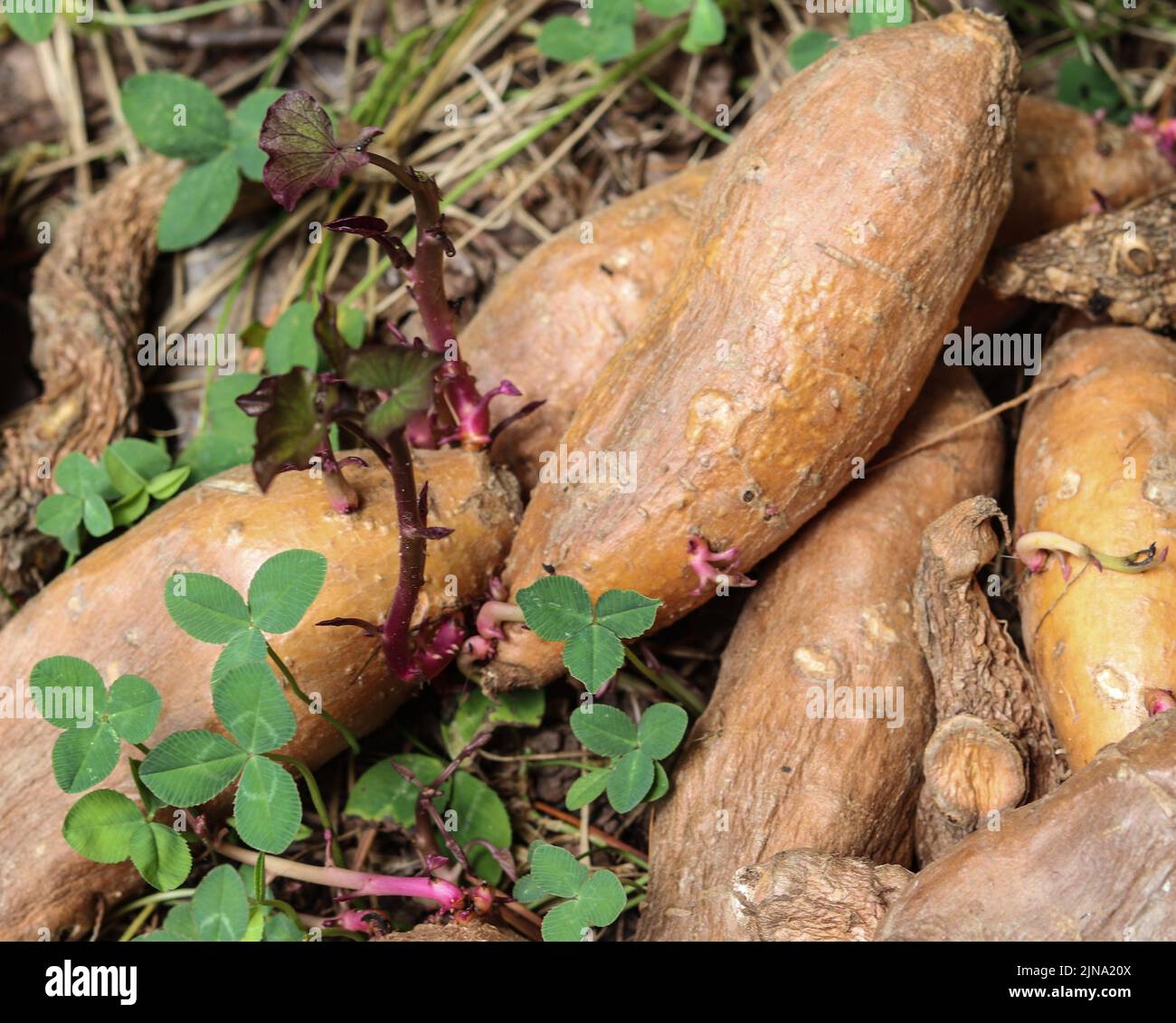 Sweet potatoes and clover with their roots Stock Photo - Alamy