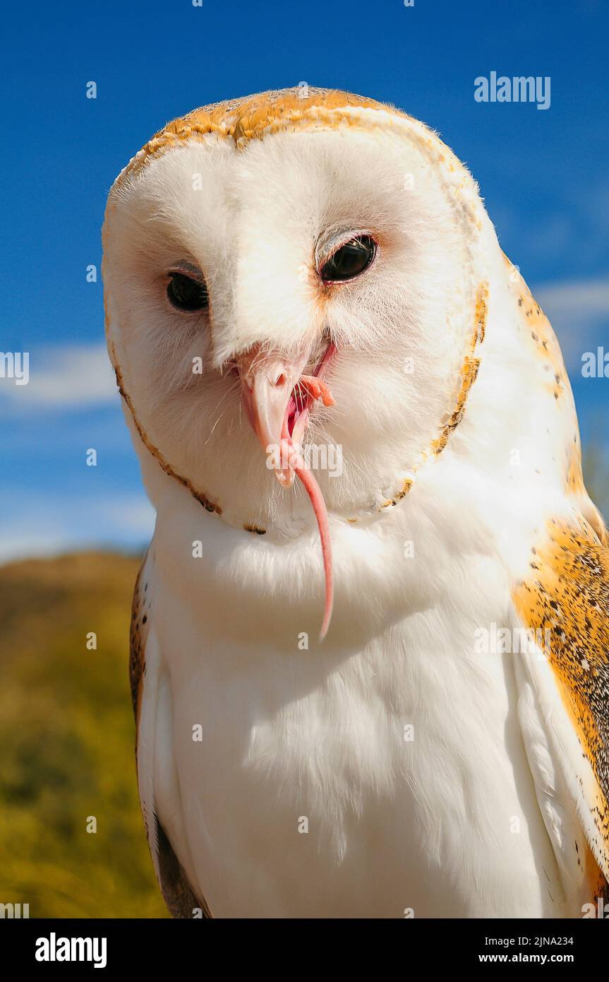 Owl Eating A Bug