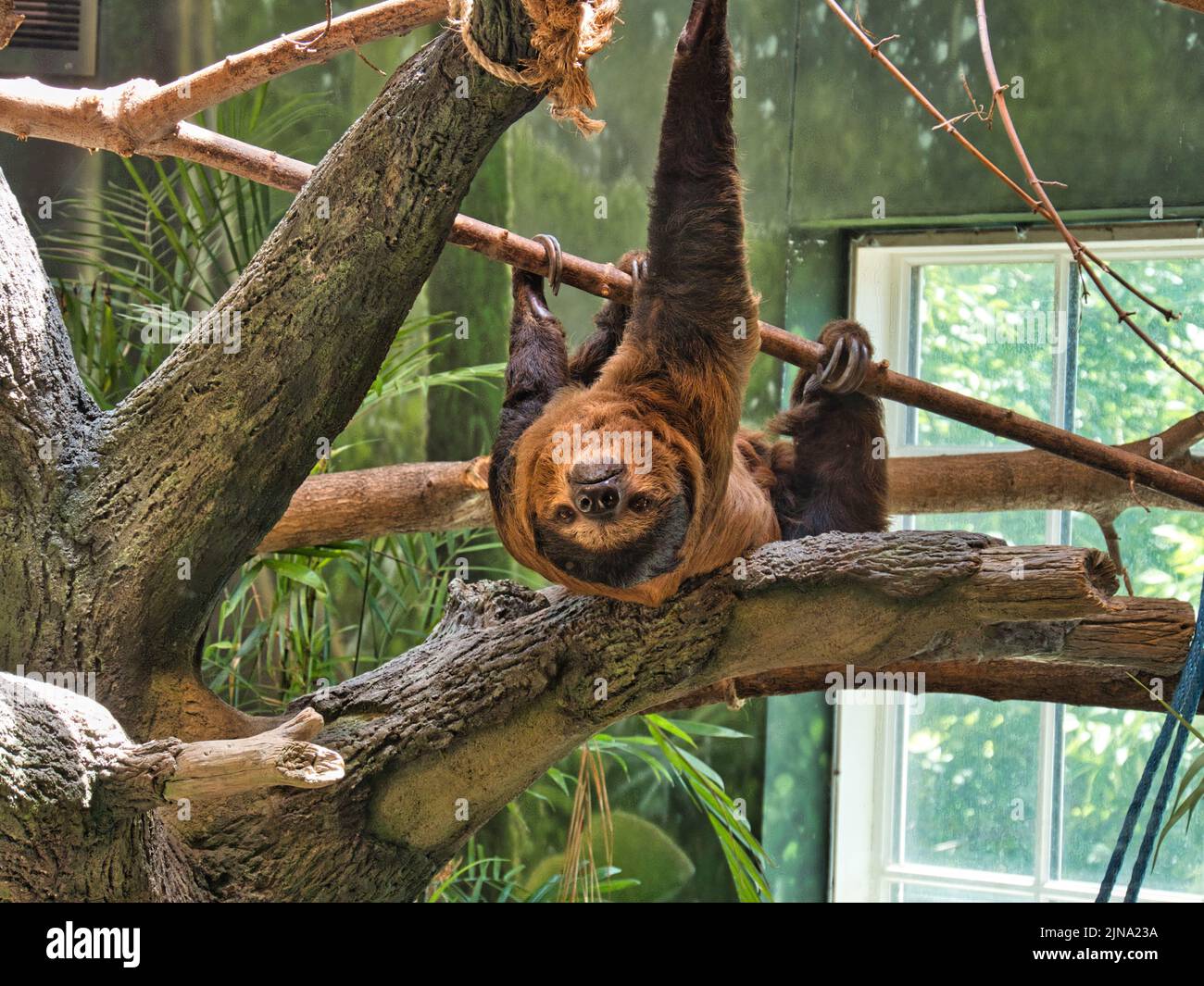A Sloth perching on a tree at the Kansas City Zoo in KC Missouri MO ...