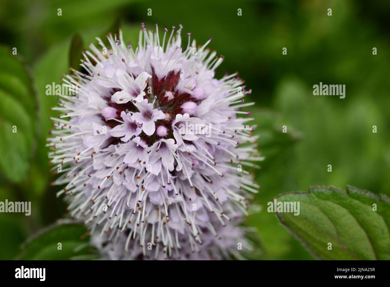 close up of a flower, Kilkenny, Ireland Stock Photo - Alamy