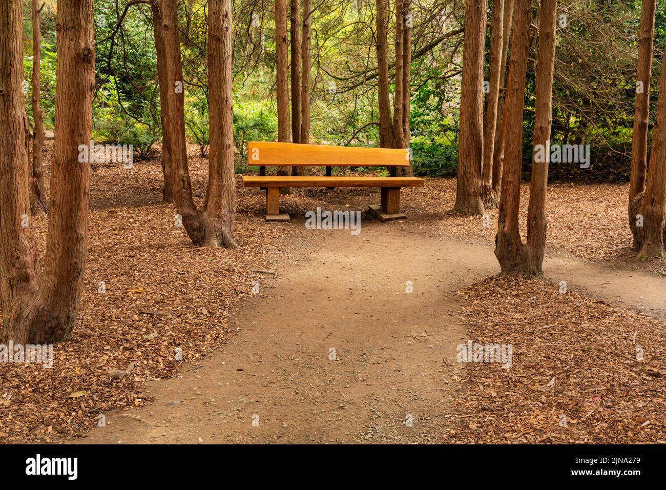 WA21852-00...WASHINGTON - Path through the forest leading to a bench at ...