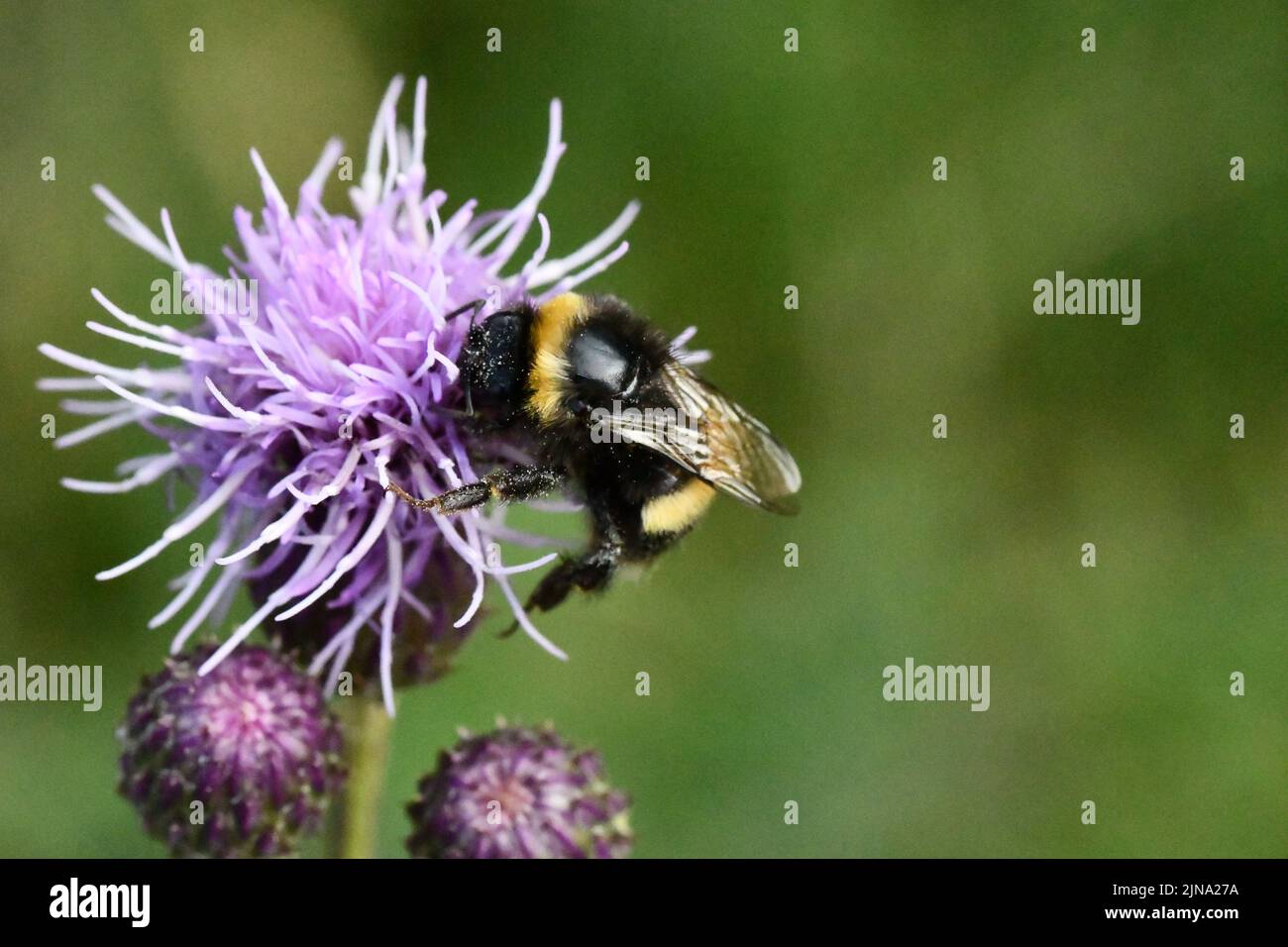bee on a flower, Kilkenny, Ireland Stock Photo - Alamy