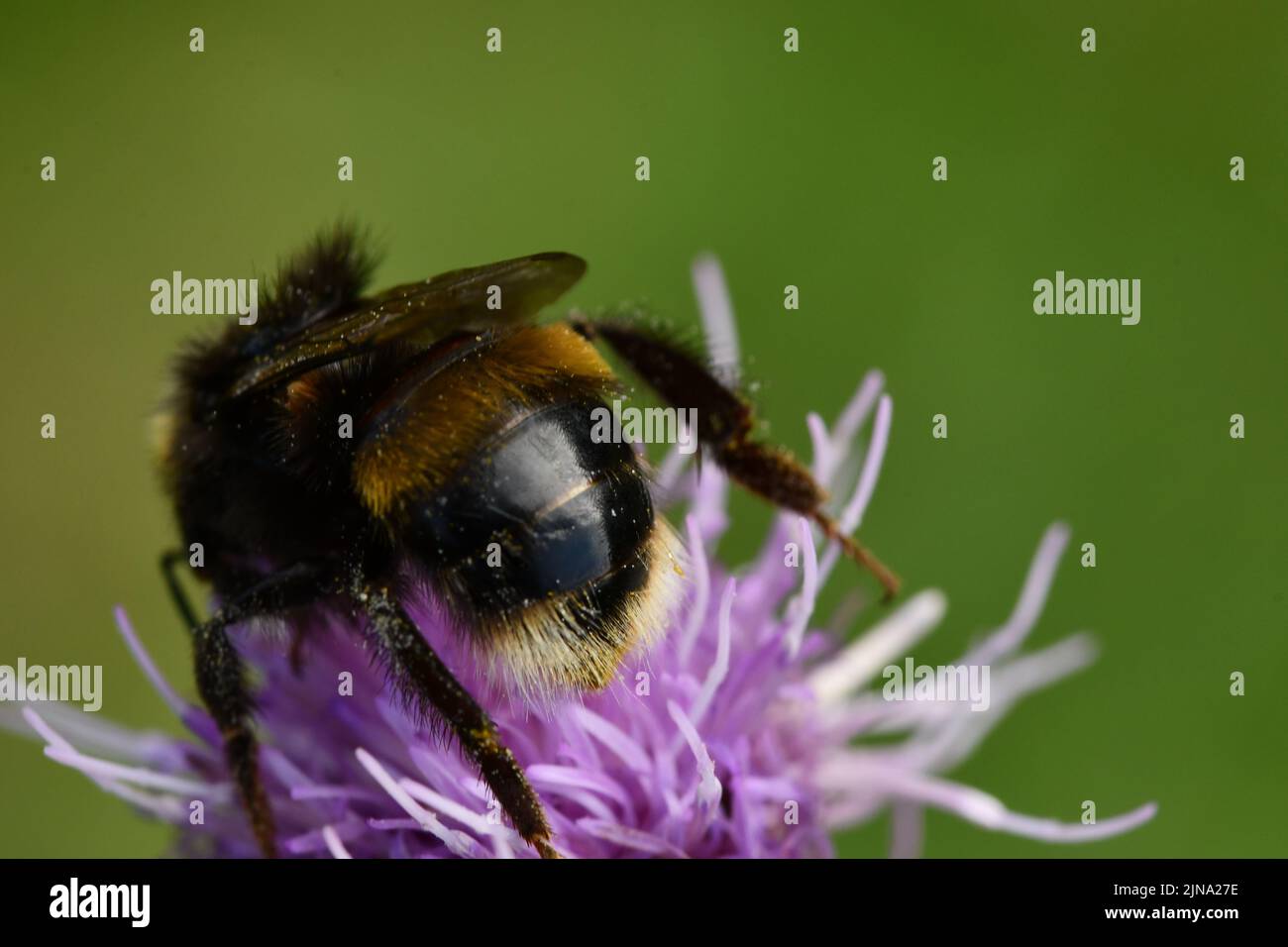 bee on a flower, Kilkenny, Ireland Stock Photo - Alamy