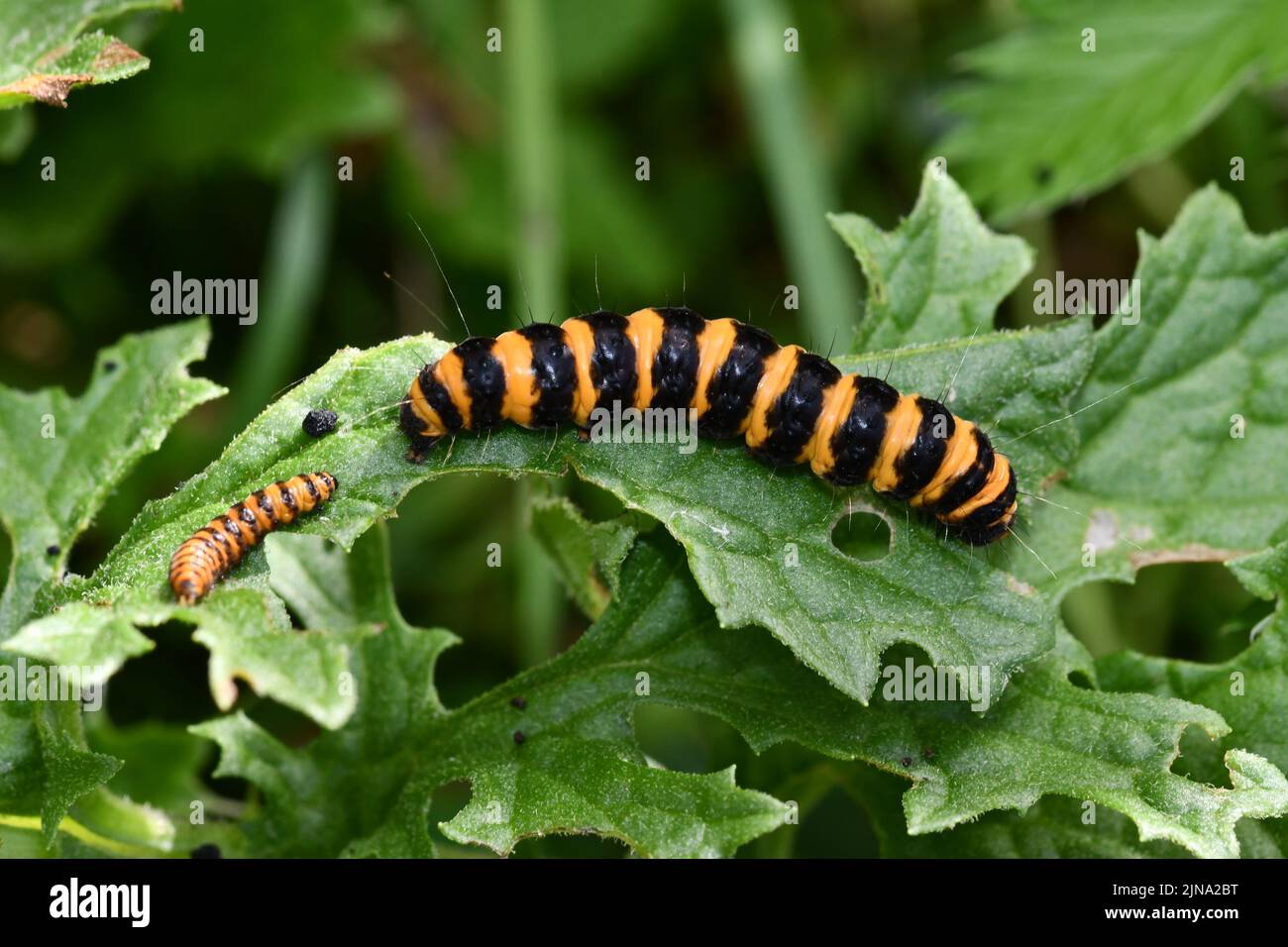 caterpillar on a leaf, Kilkenny, Ireland Stock Photo - Alamy
