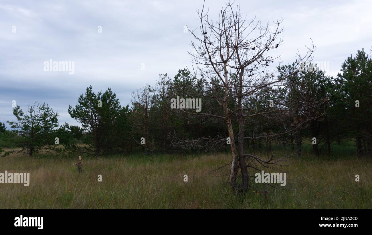 An old withered coniferous tree in a swamp against a background of ...
