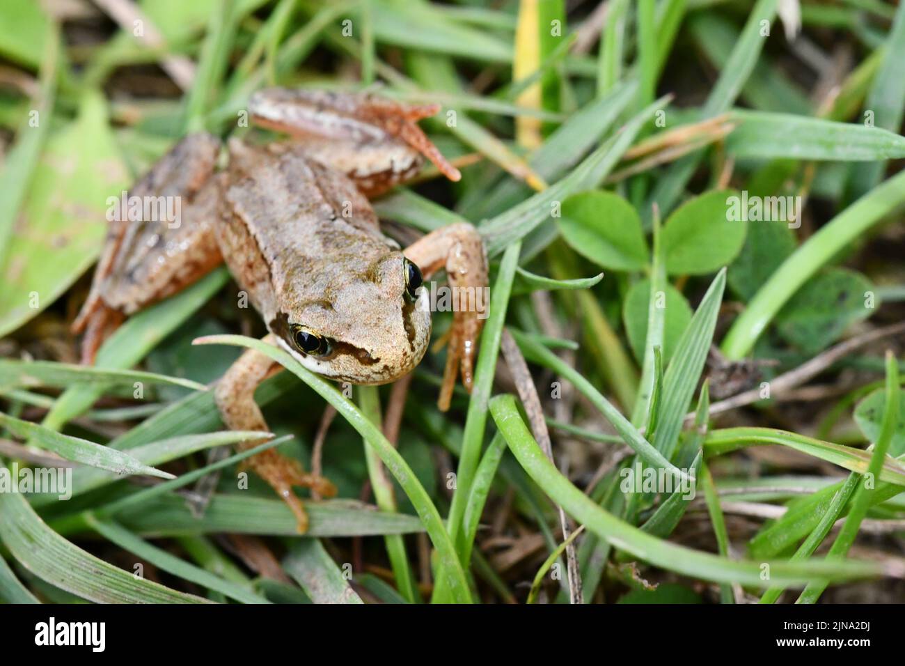 frog in the grass, Kilkenny, Ireland Stock Photo - Alamy