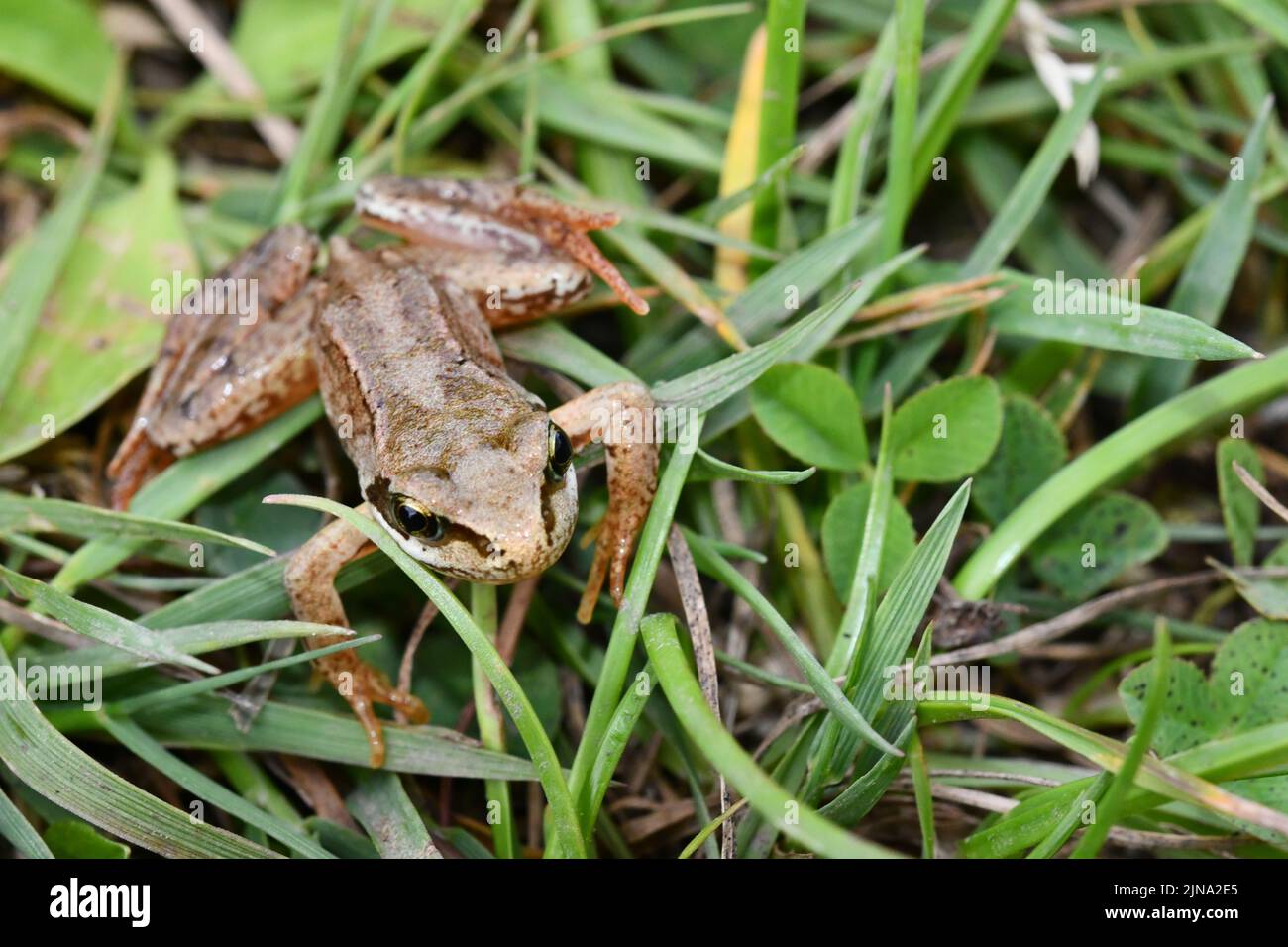 Amphibians of ireland hi-res stock photography and images - Alamy