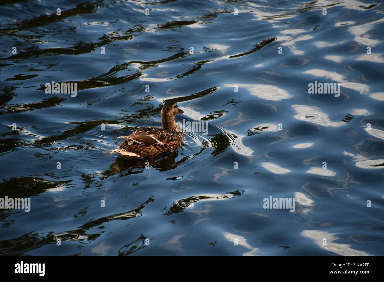 duck, river Nore, Kilkenny, Ireland Stock Photo - Alamy