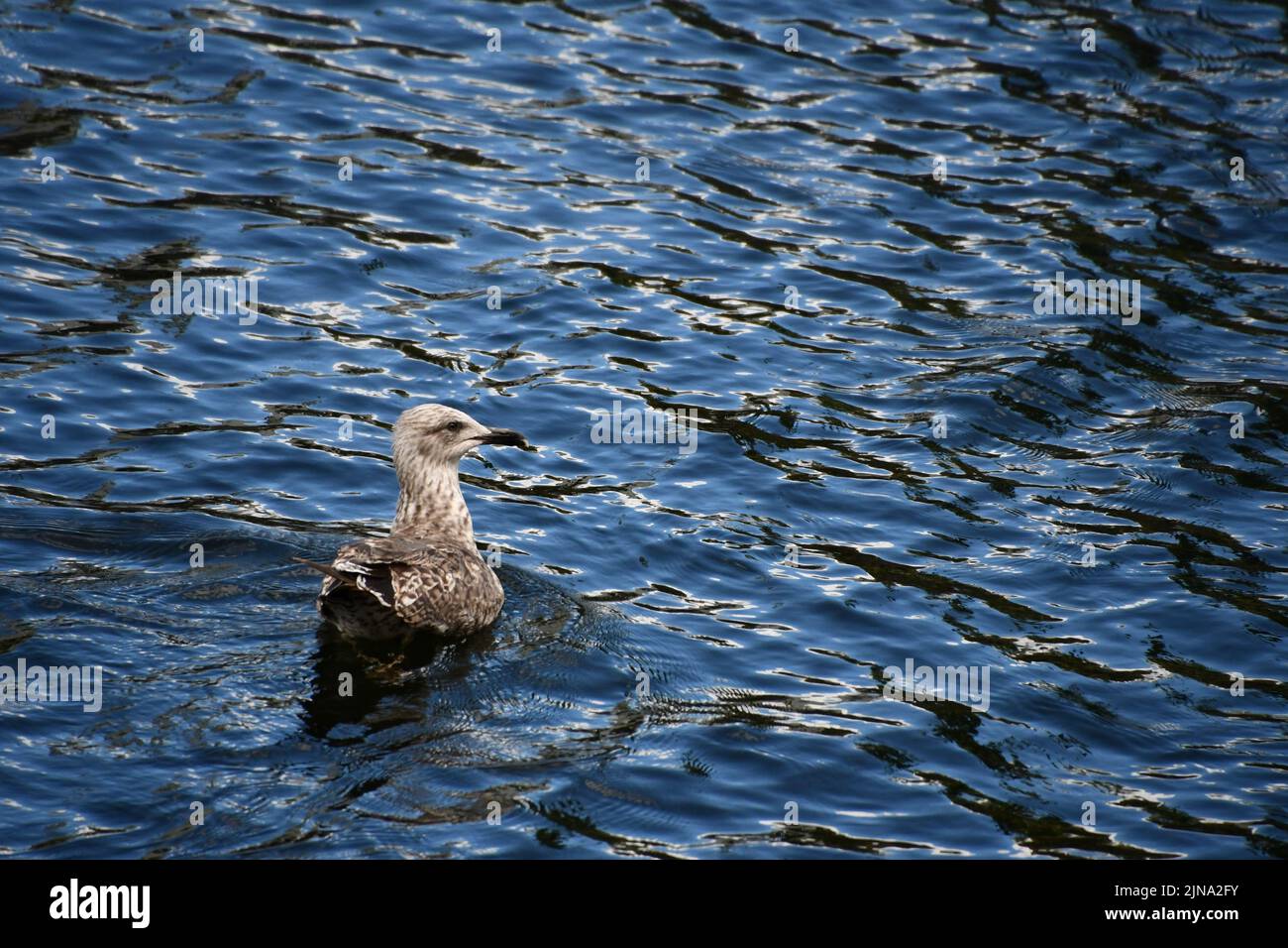 Close up picture seagull hi-res stock photography and images - Alamy