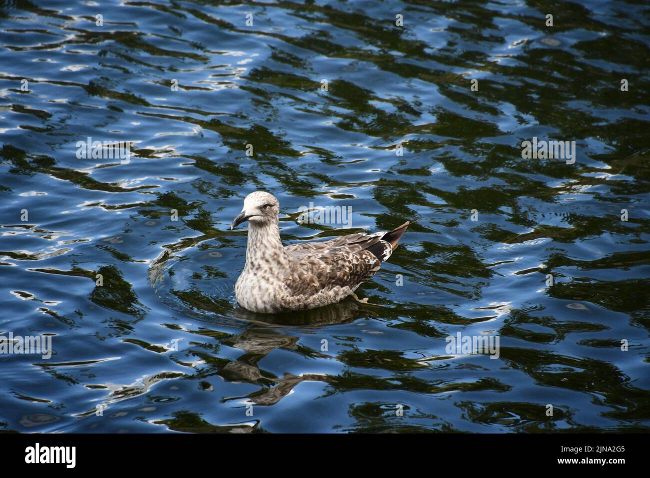 seagull, gull, Kilkenny, Ireland Stock Photo - Alamy