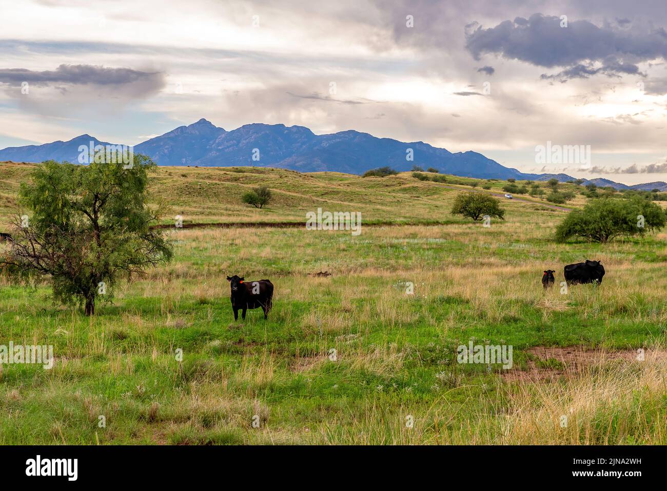 Monsoon season in Southern Arizona USA Stock Photo - Alamy