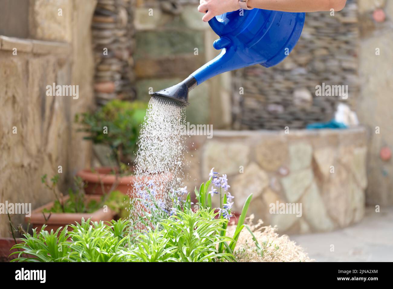 Closeup of water pouring from watering can into flower bed Stock Photo ...