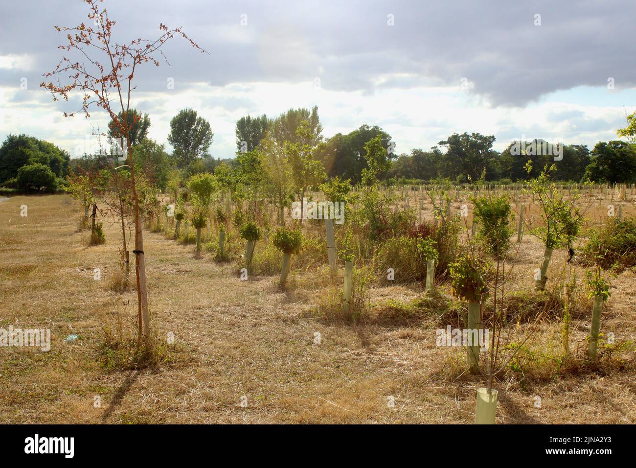 Field field neat green small hi-res stock photography and images - Alamy