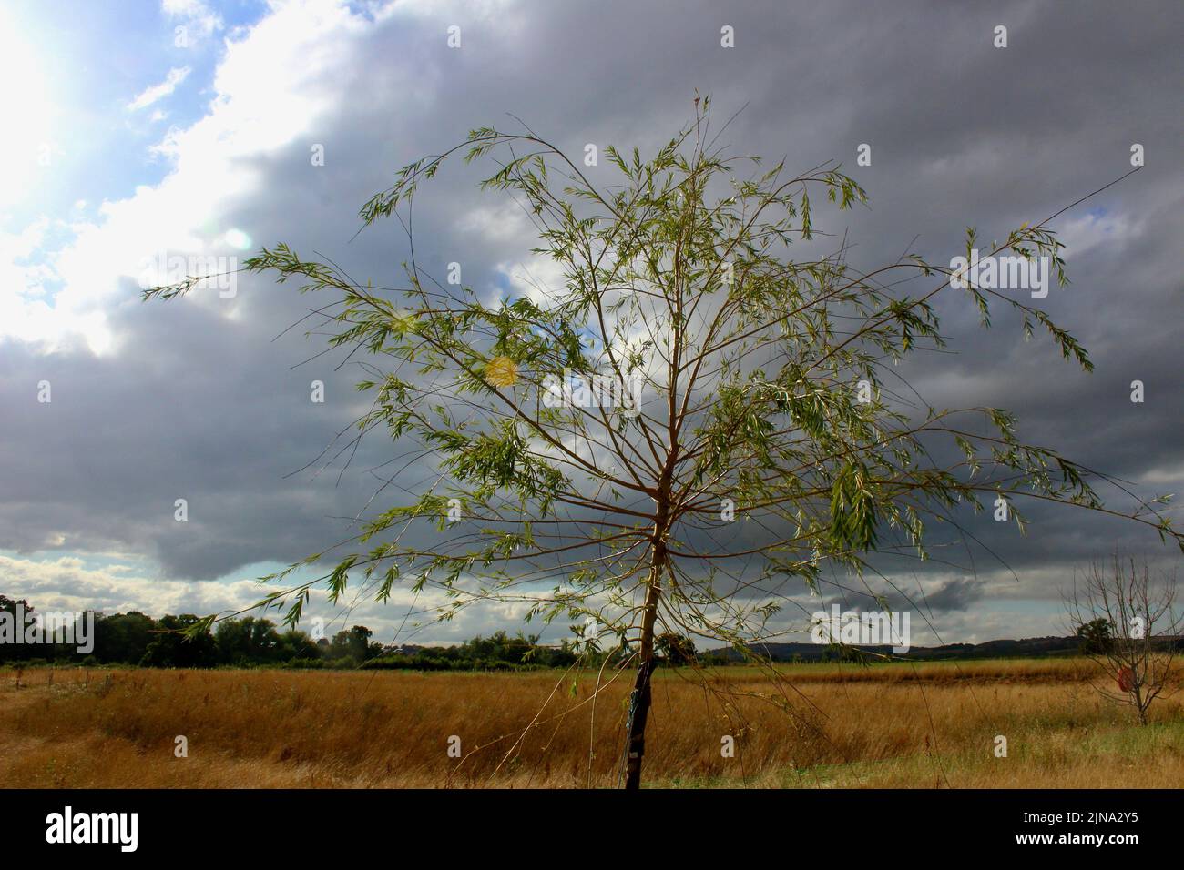somerset wood reforestation project in taunton somerset england UK with ...