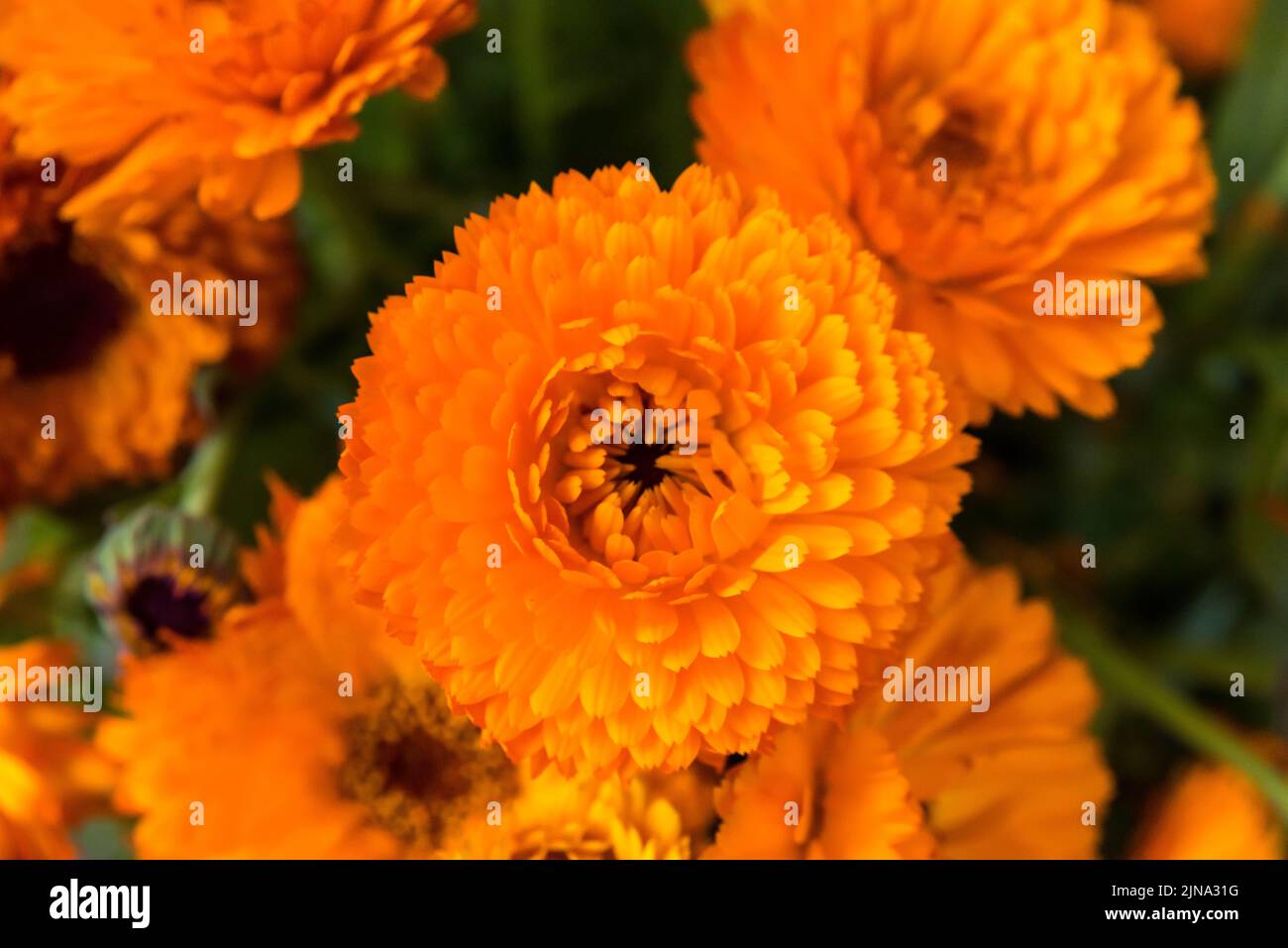 orange Calendula flower bouquet arrangement Stock Photo - Alamy