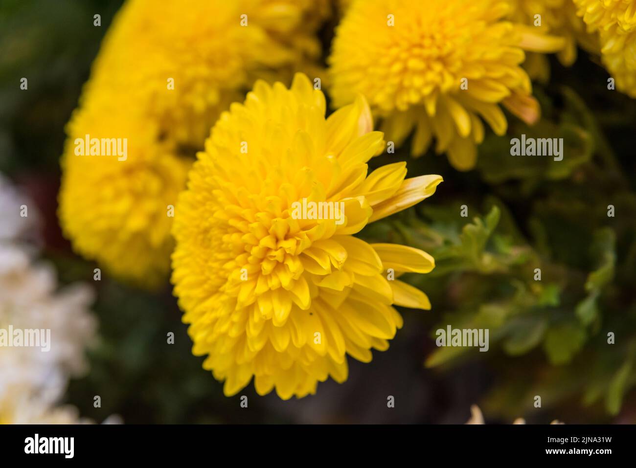 yellow Calendula flower bouquet arrangement Stock Photo - Alamy