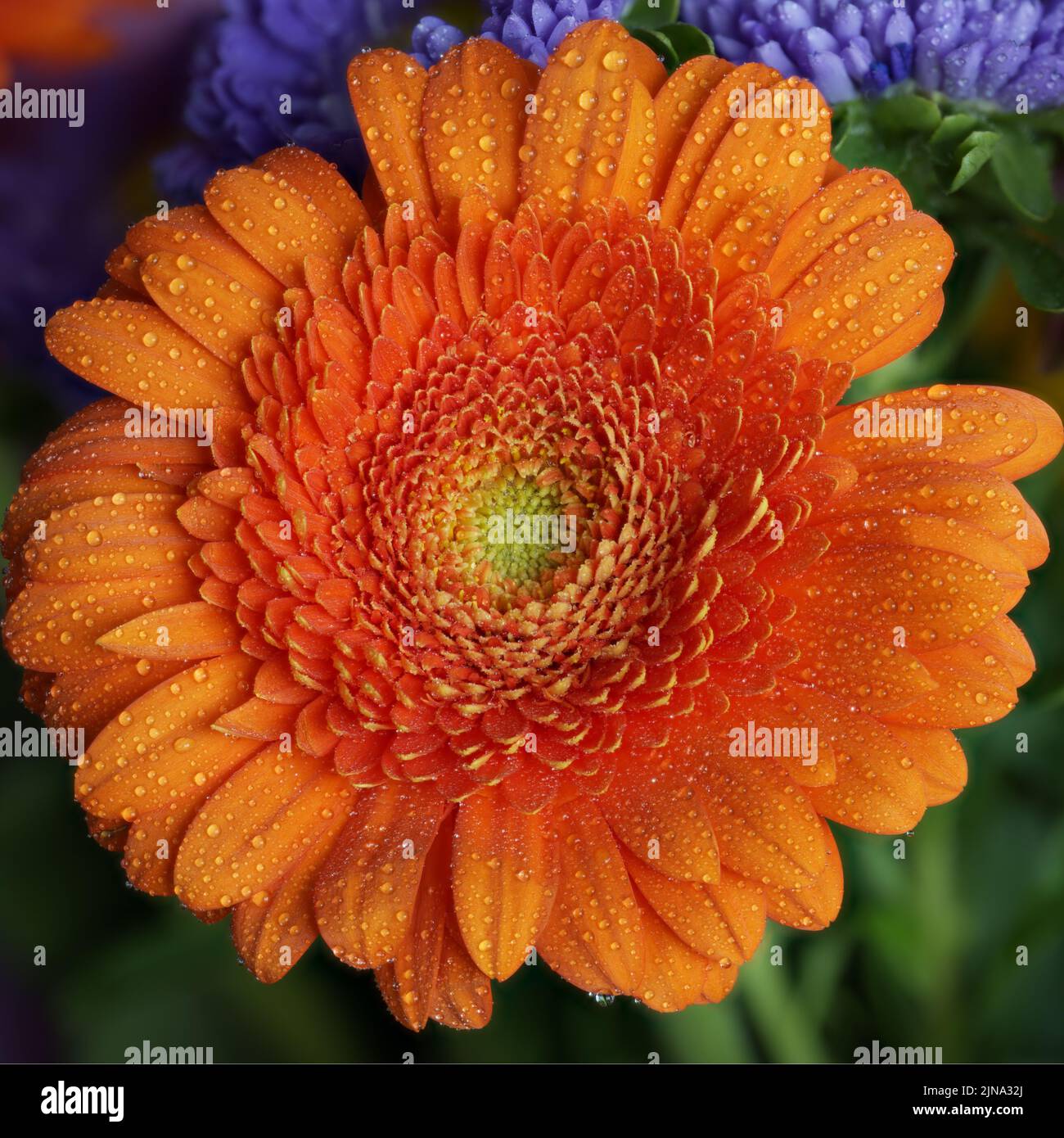 orange daisy flower on the bouquet Stock Photo - Alamy