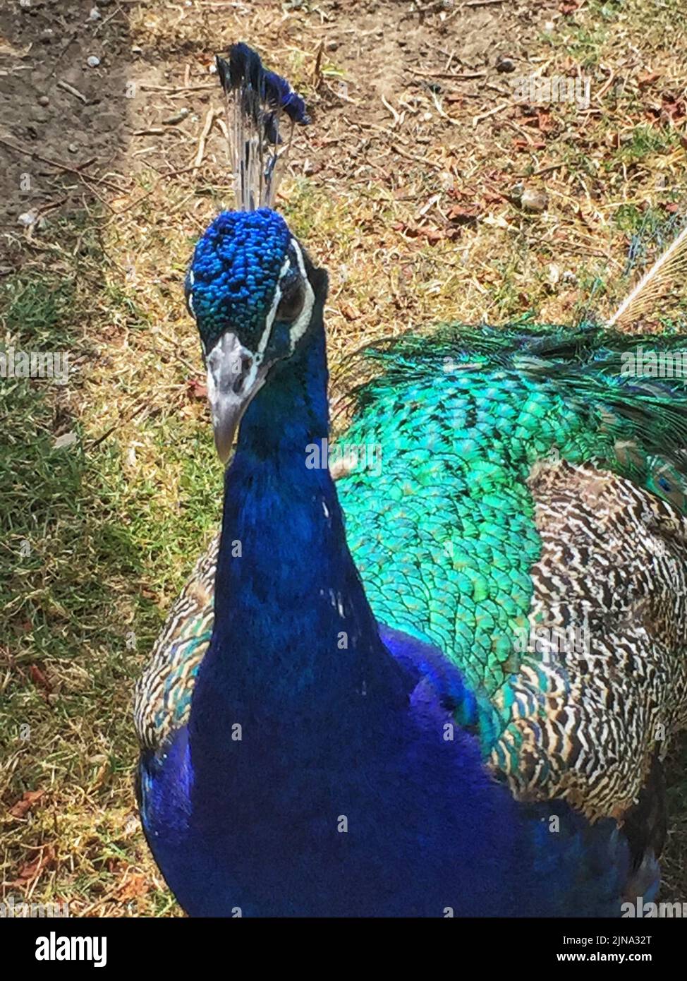 Water peacock hi-res stock photography and images - Alamy