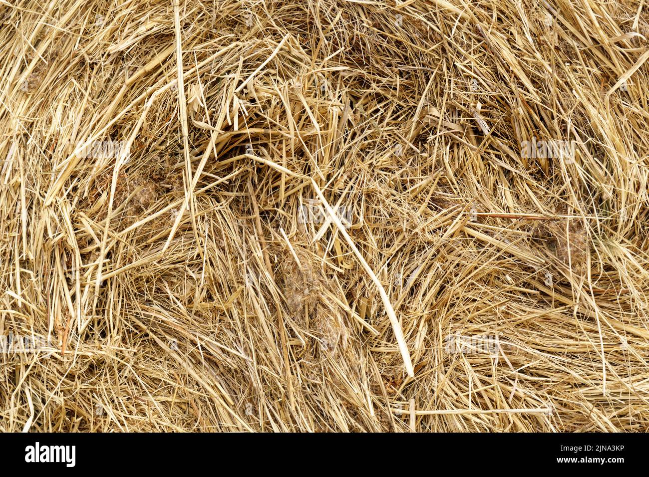 Dry straw texture for background and design, bales of cereal straw for ...