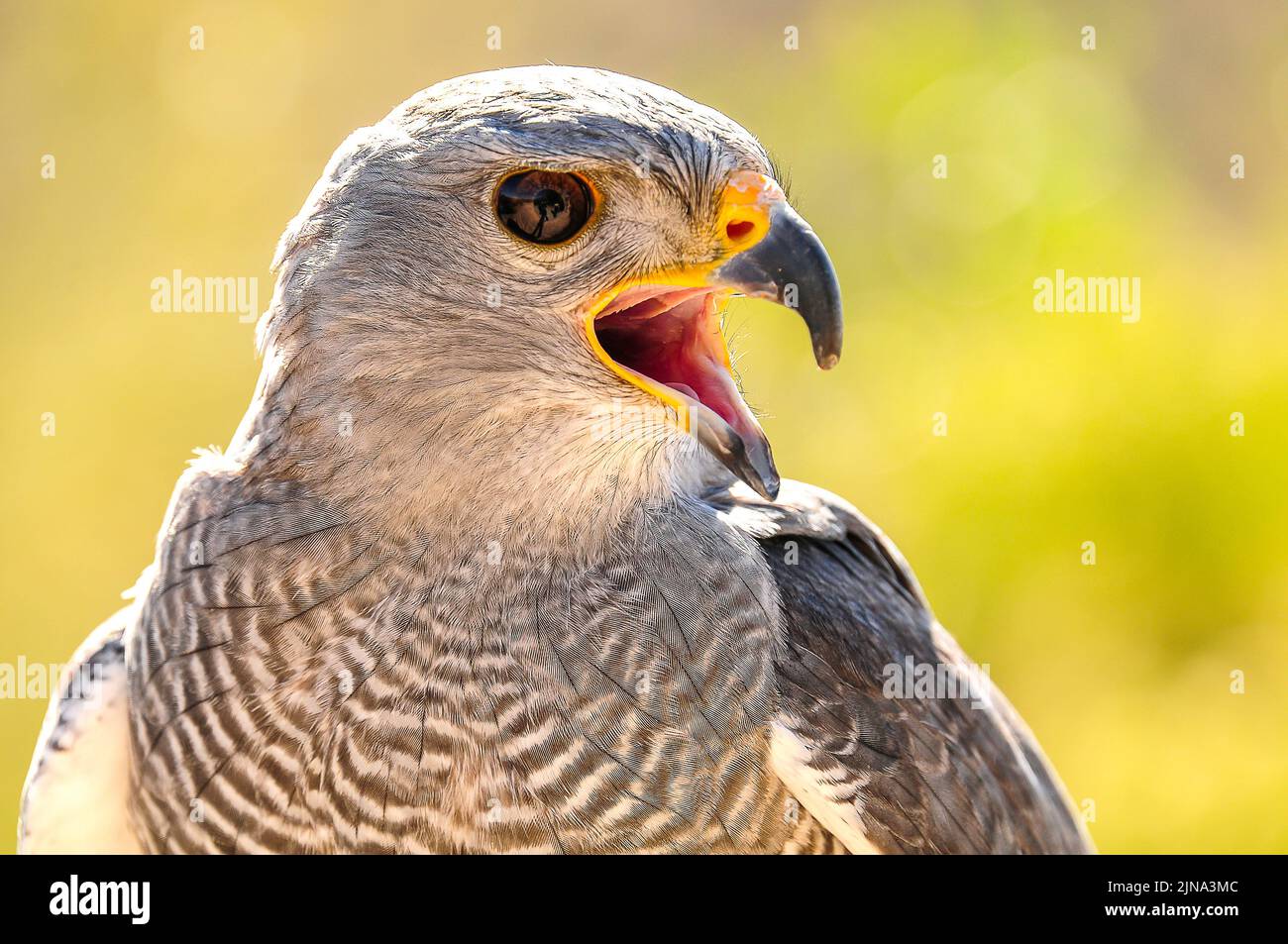 Hawk feather hi-res stock photography and images - Alamy