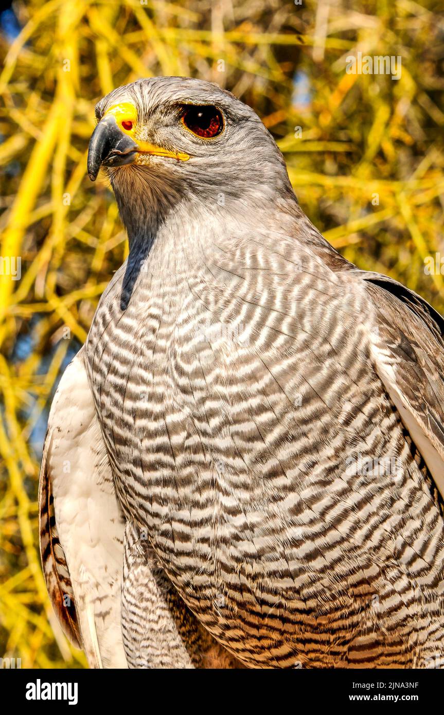 Hawk feather hi-res stock photography and images - Alamy