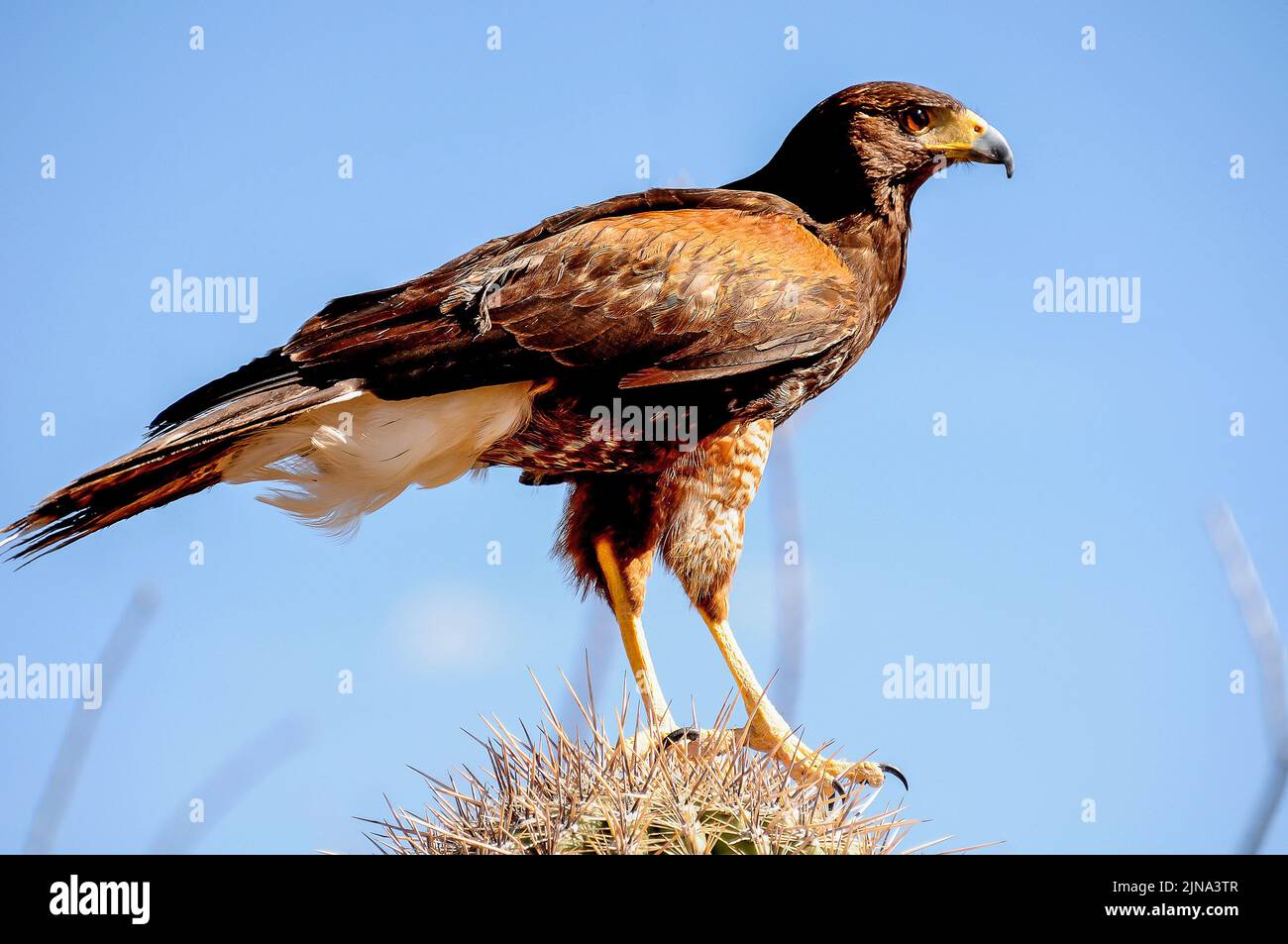Hawks of the Southwest Stock Photo - Alamy