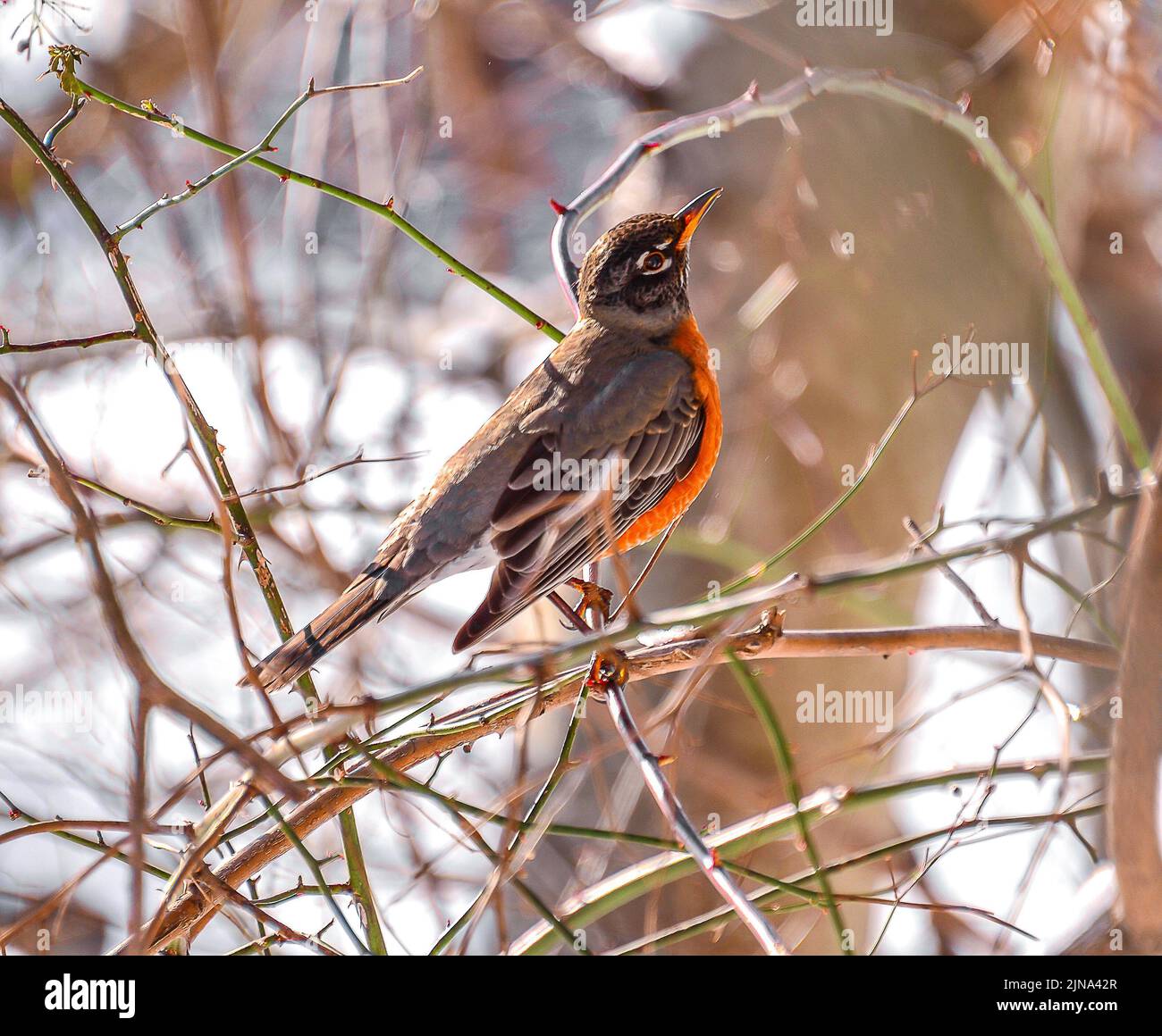 A Robin on a branch Stock Photo - Alamy