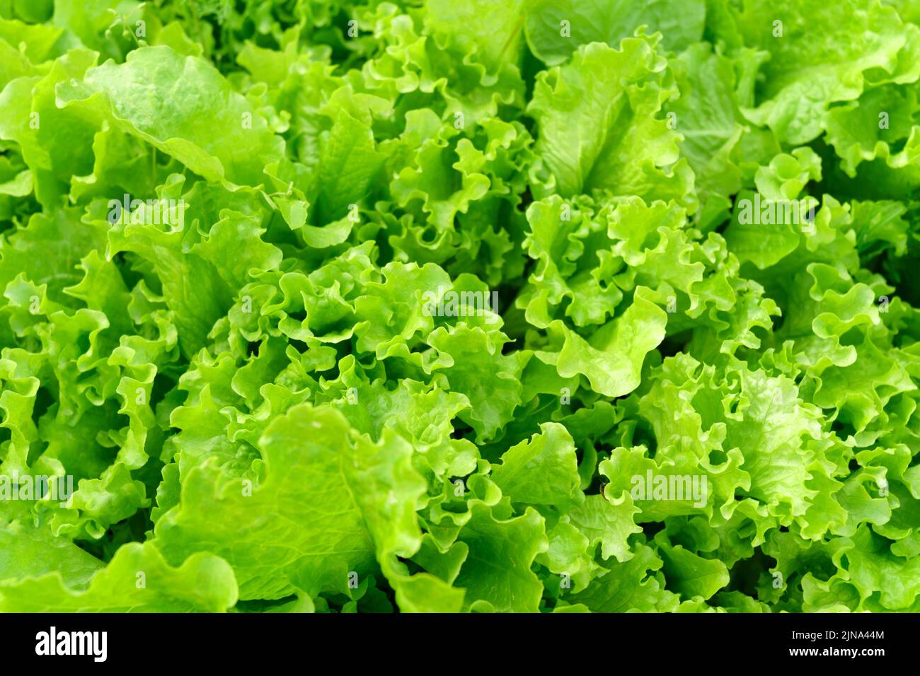 Green leaf lettuce on garden bed in vegetable field. Gardening ...