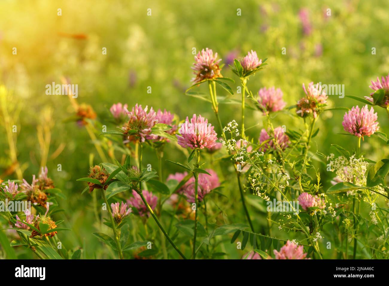 Flowers of violet clover Trifolium repens.The plant is edible ...