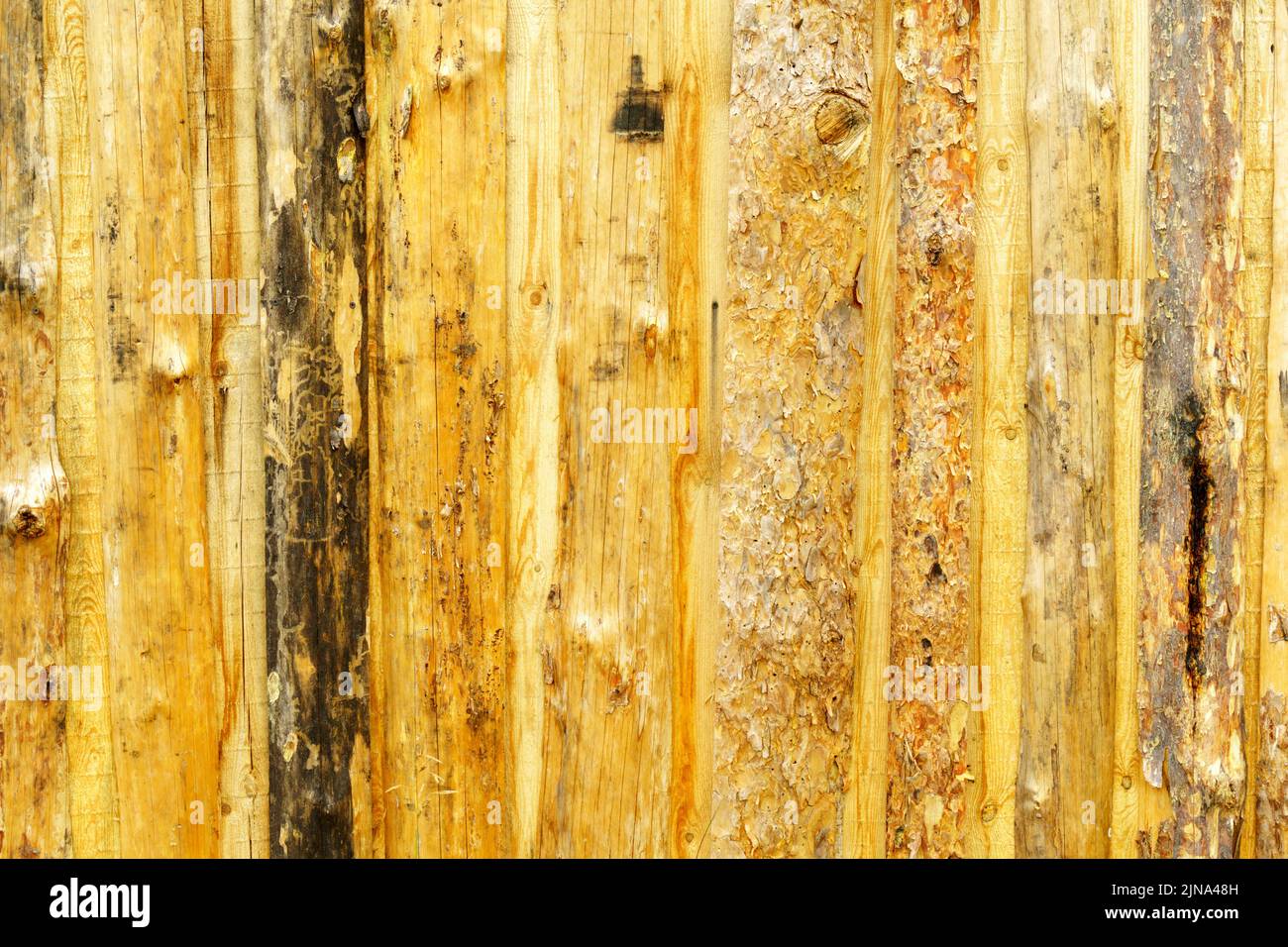 Wood texture background coming from natural tree. The wooden panel ...