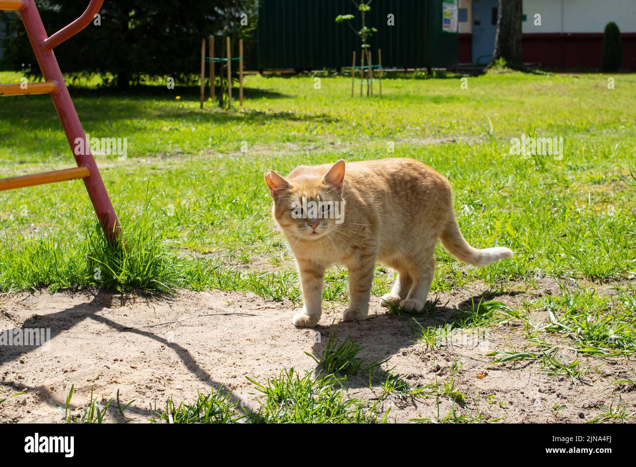 Close up red street cat hi-res stock photography and images - Alamy