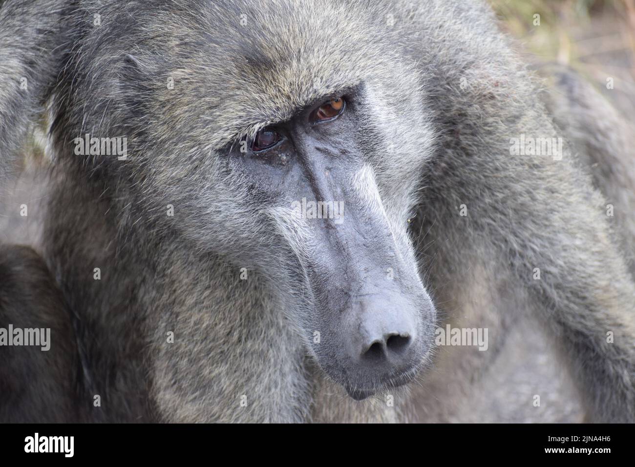 Long faced hi-res stock photography and images - Alamy