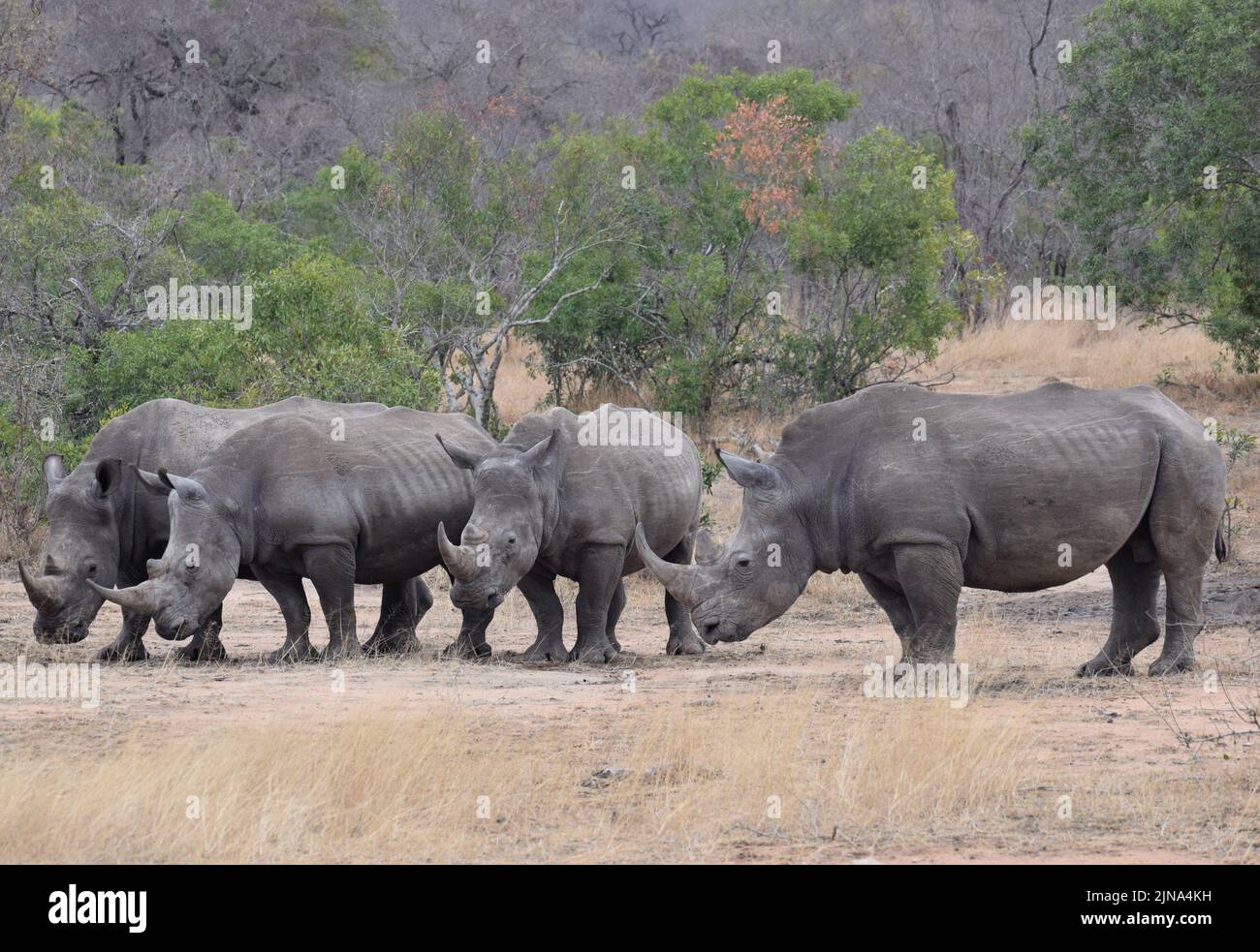 Big five hi-res stock photography and images - Alamy