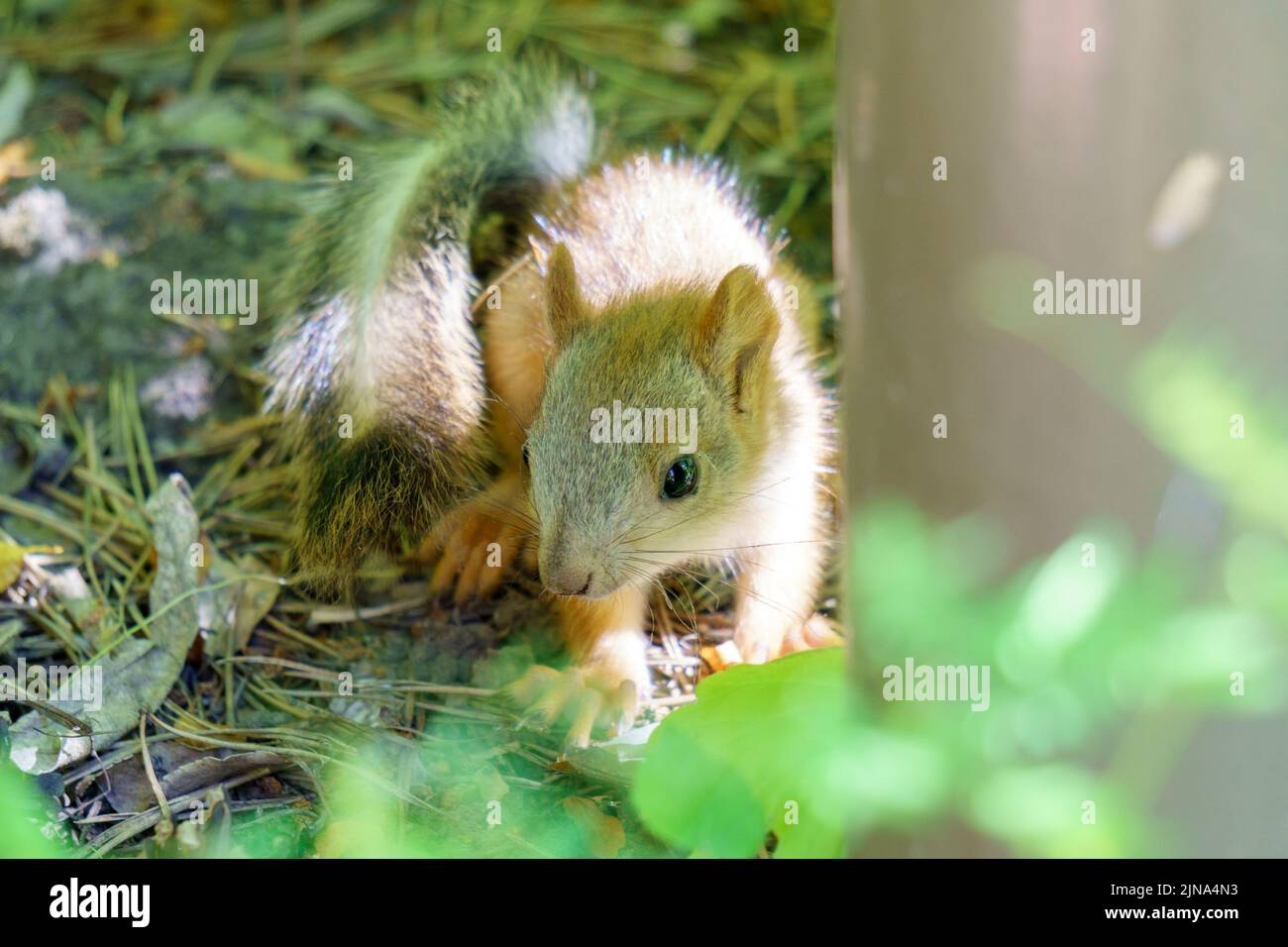 Baby squirrel is sitting on a tree. Animal, wild, cute, rodent, nature ...
