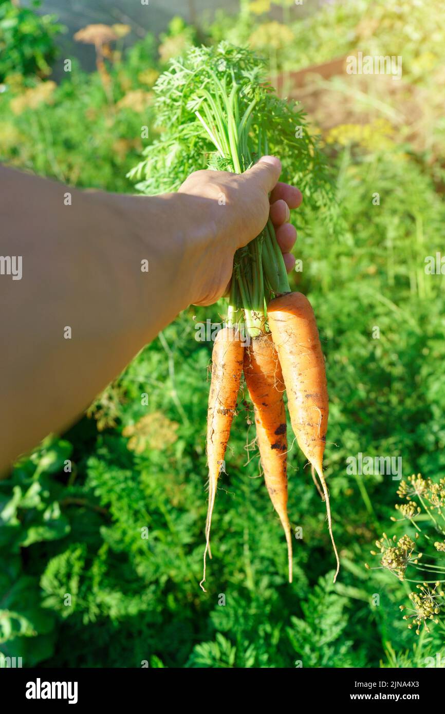 Carrots picked from garden, harvesting season in the garden ...