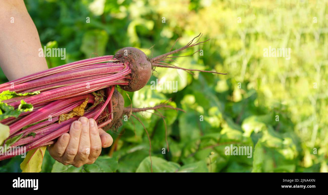 Autumn Red beet, table beet Beta vulgaris. Autumn harvest of carrots ...